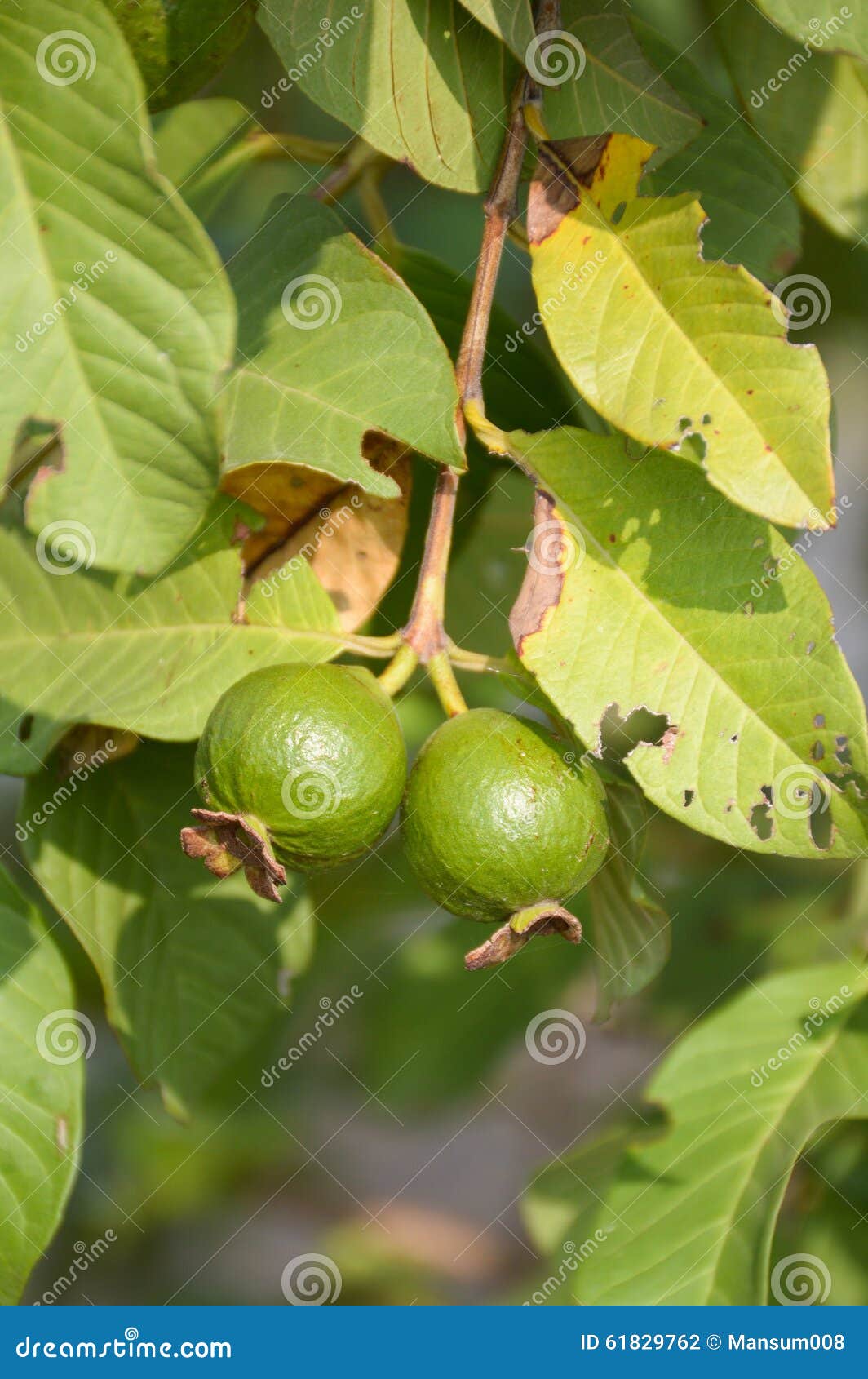 Green guava stock photo. Image of sweet, organic, branch - 61829762