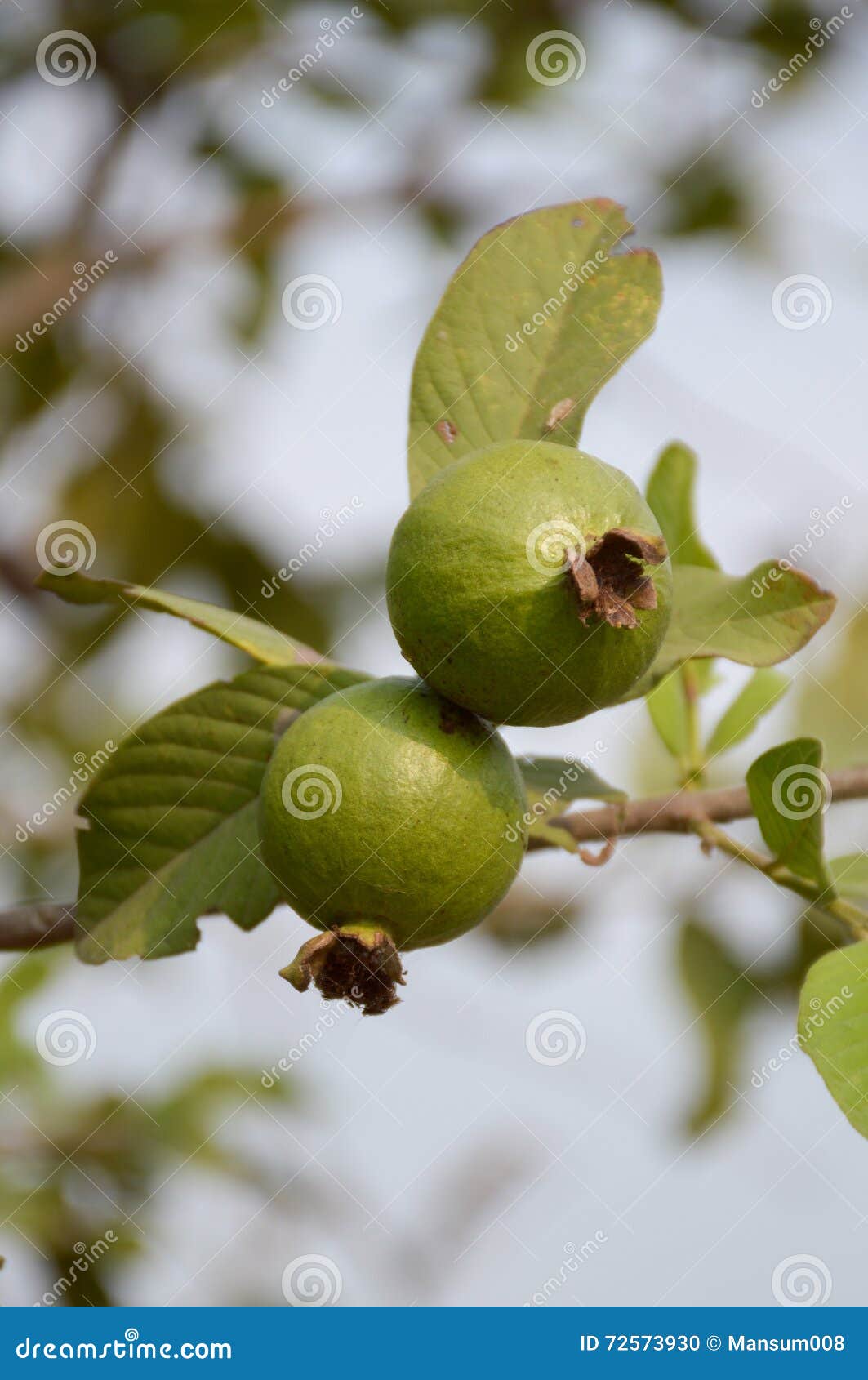 Green guava stock photo. Image of nature, leaf, leaves - 72573930
