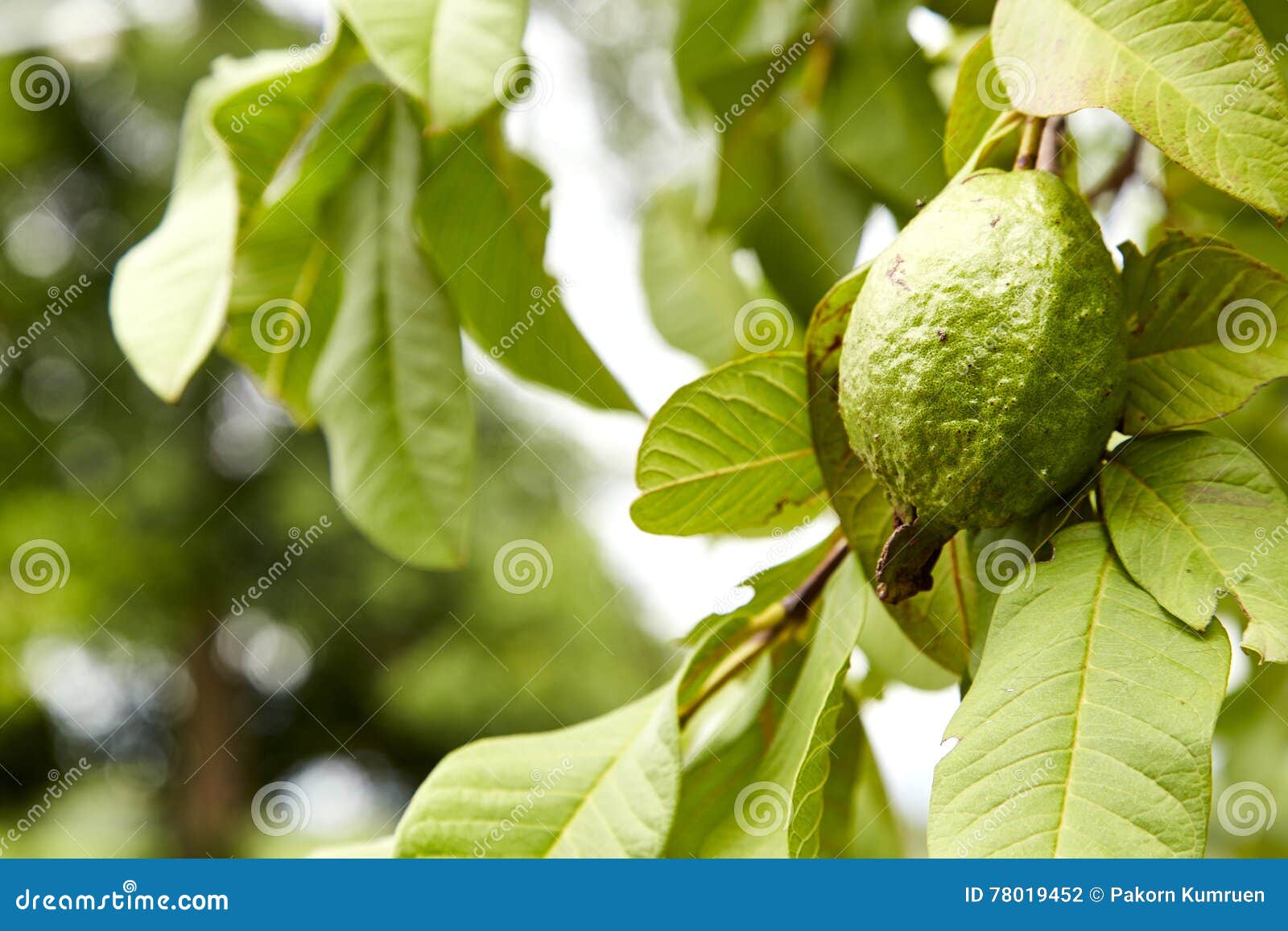 Green guava stock photo. Image of organic, foliage, growth - 78019452