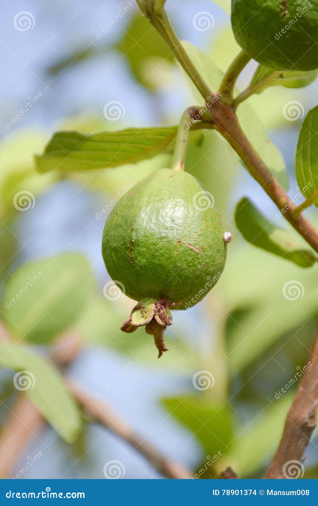 Green guava stock photo. Image of limb, nature, growth - 78901374
