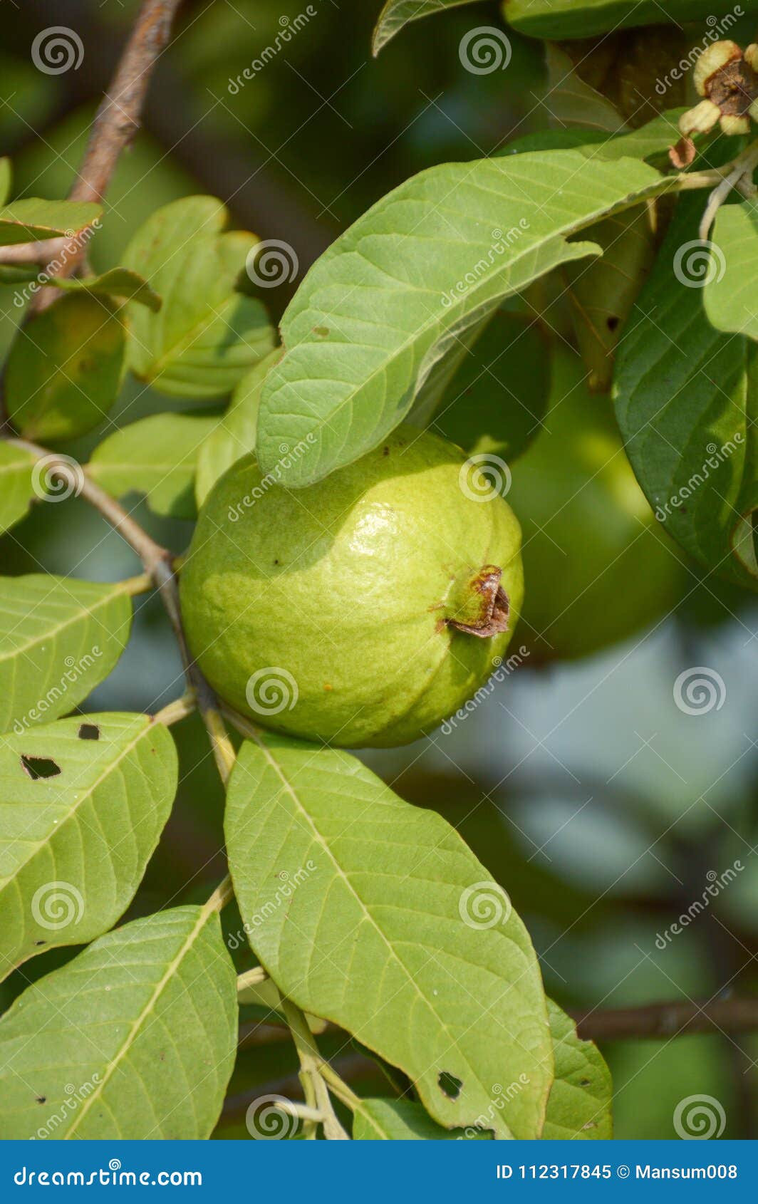 Green Guava in Fruit Garden Stock Image - Image of garden, fruit: 112317845