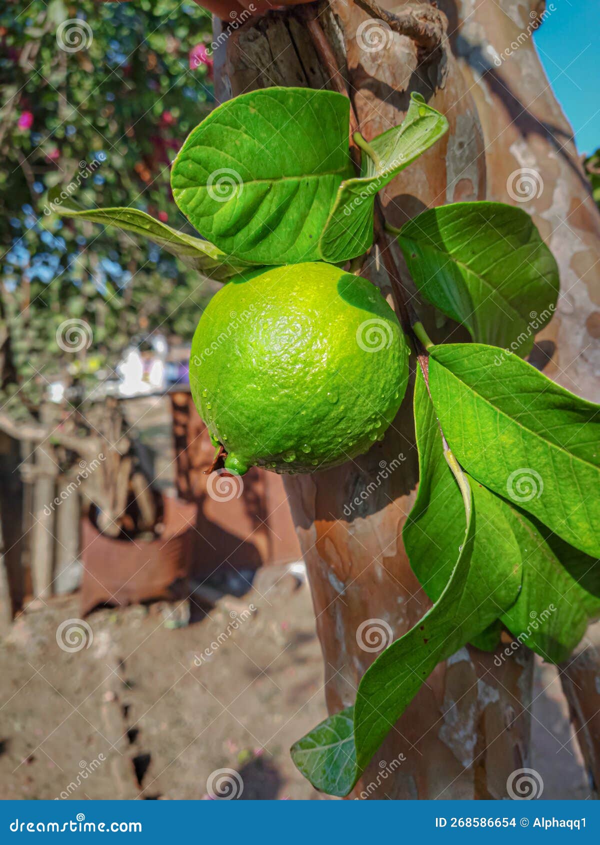 Green Guava Fruit Hanging on Tree Stock Photo - Image of nature, autumn ...