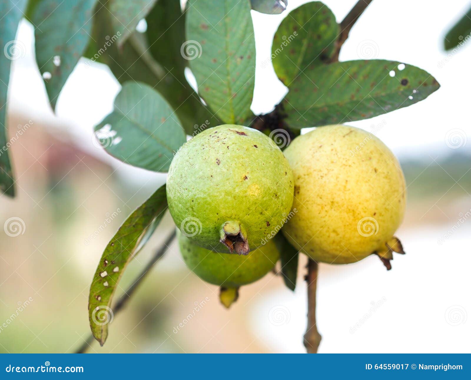 Green Guava fruit stock image. Image of tree, guajava - 64559017