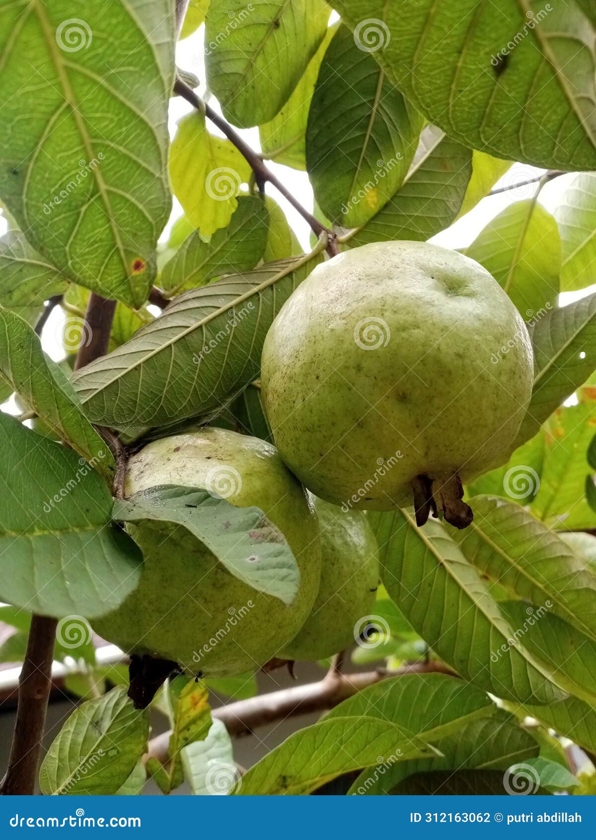 Green guava fruit stock photo. Image of florest, fruit - 312163062