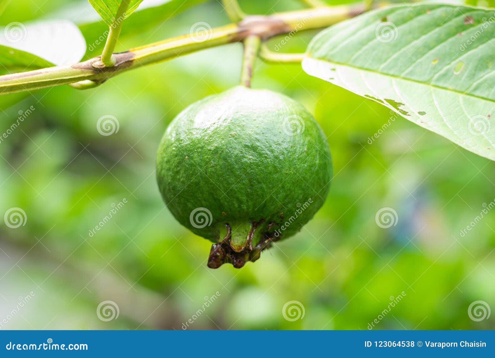 Young guava fruit stock photo. Image of natural, agriculture - 123064538