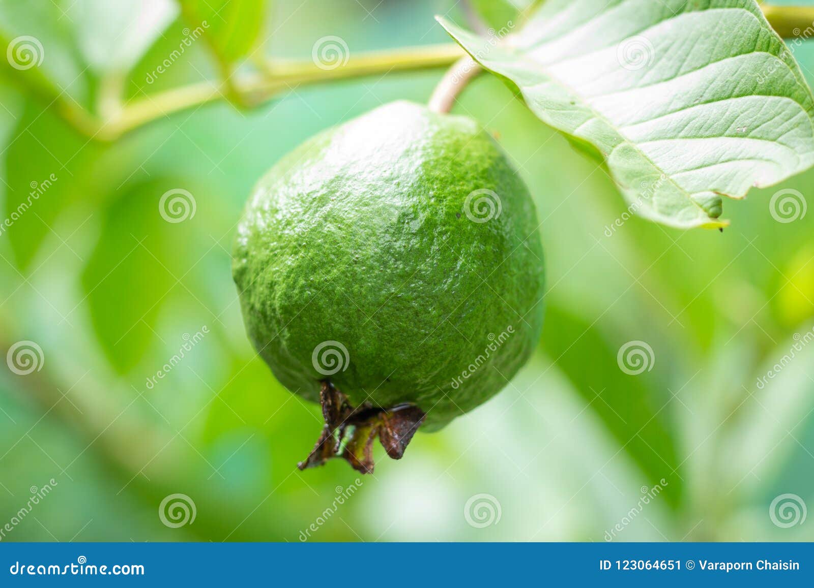 Young guava fruit stock image. Image of asia, green - 123064651