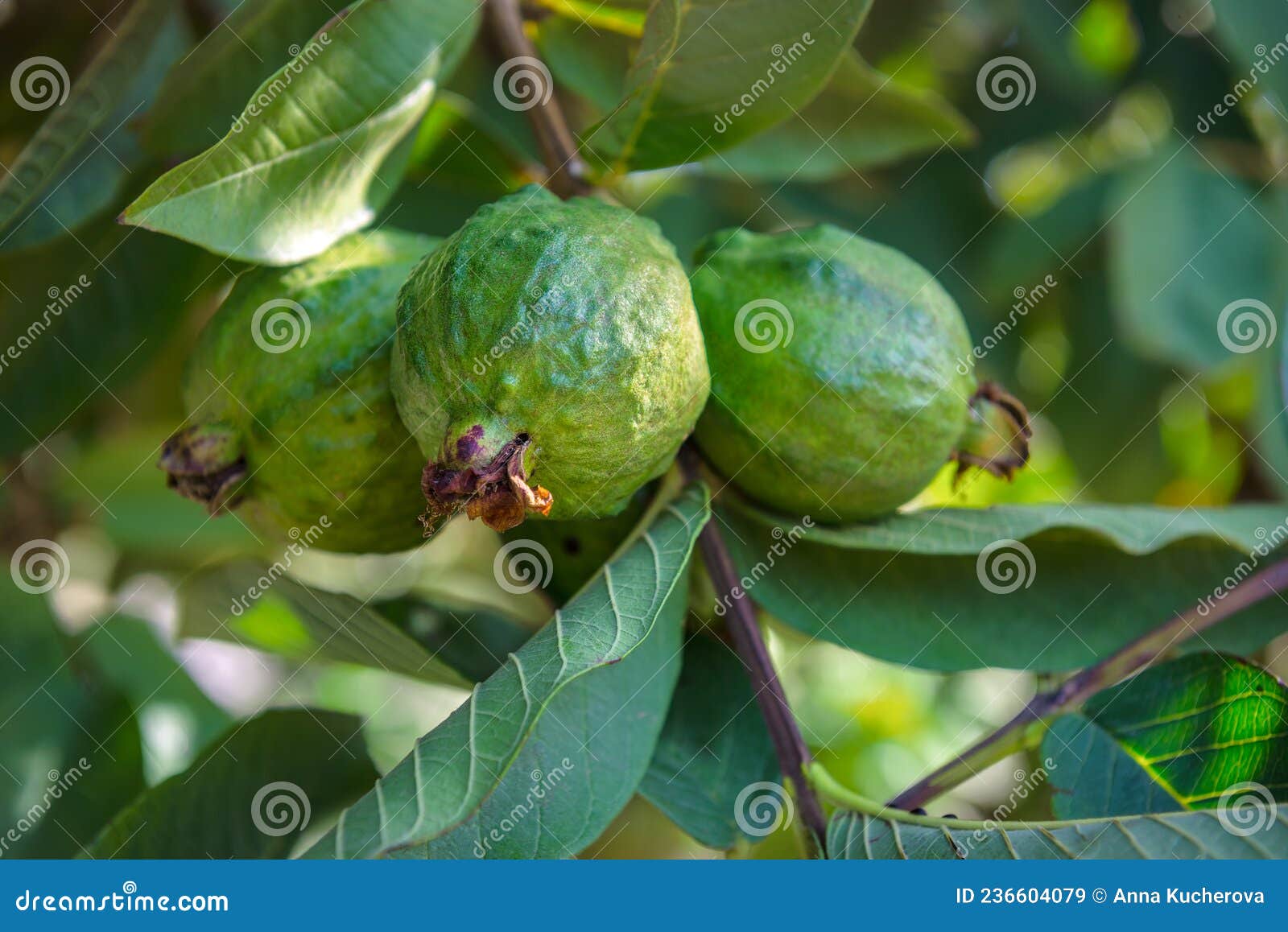 Guava Fruits In Plate On White Background Stock Photo | CartoonDealer ...