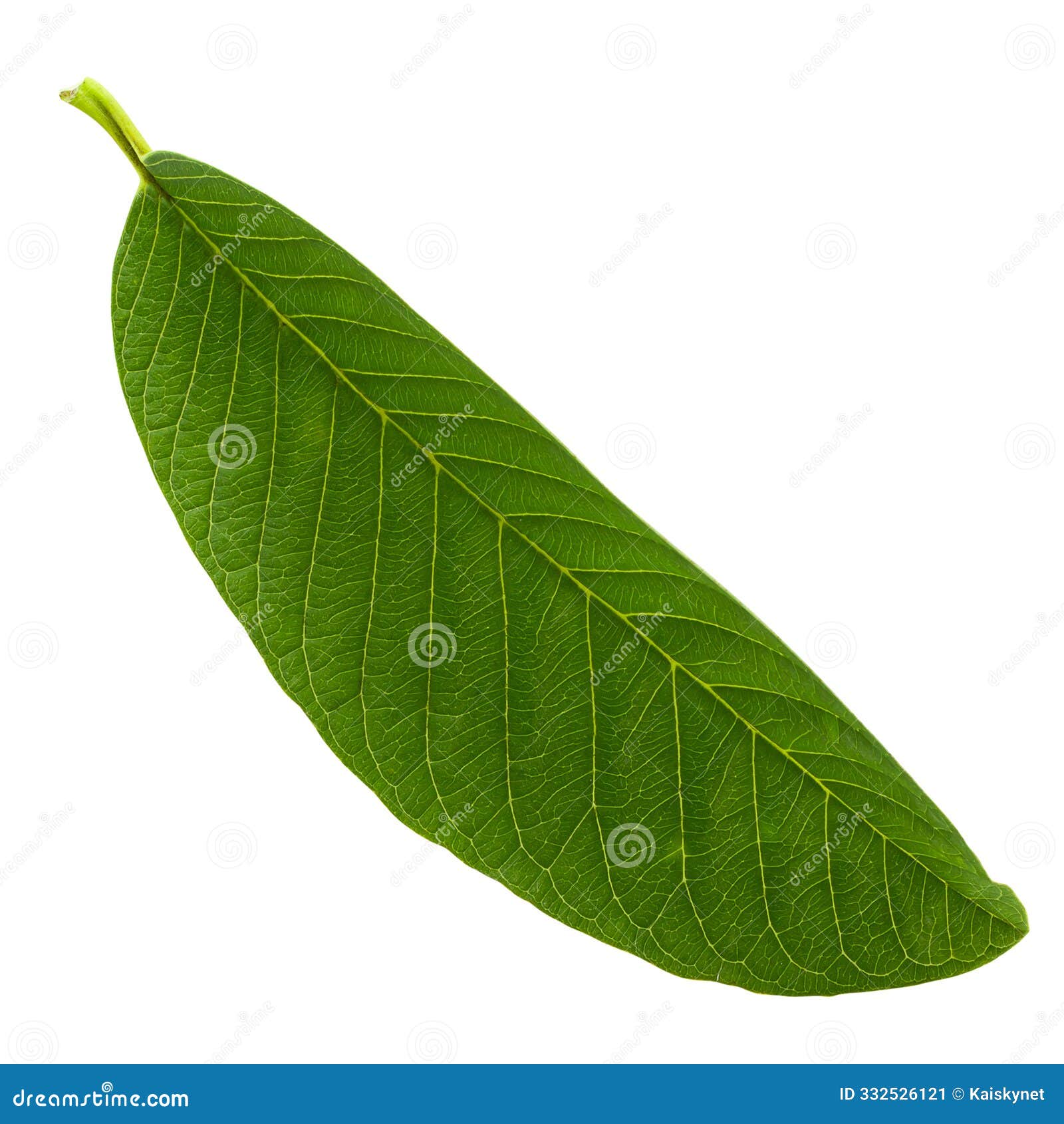 Green Guava Leaf Isolated Over White Background Stock Image - Image of ...