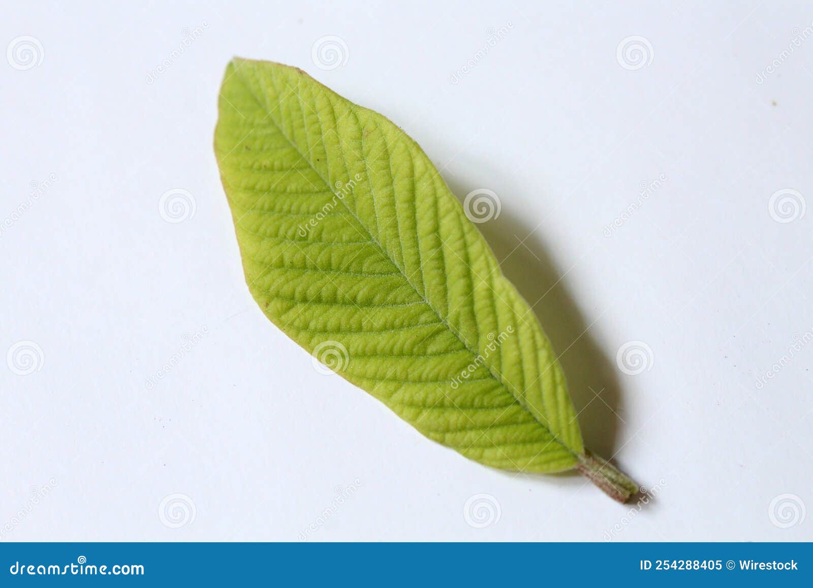 Green Guava Leaf Isolated on White Background Stock Image - Image of ...
