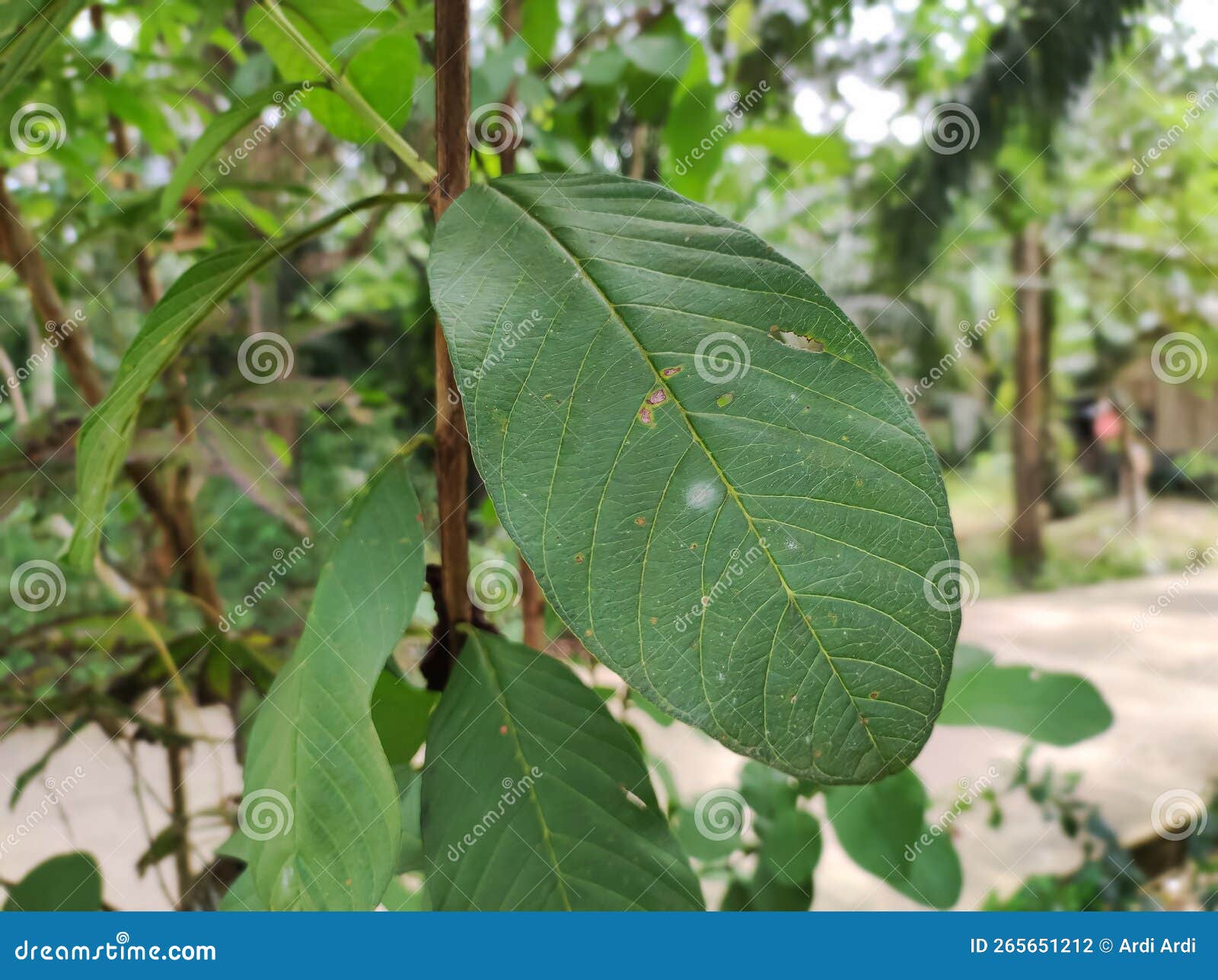 Green guava leafs stock photo. Image of closeup, isolated - 265651212