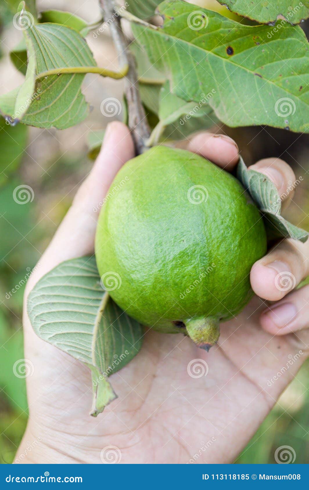 Green Guava on man hand stock image. Image of body, guava - 113118185