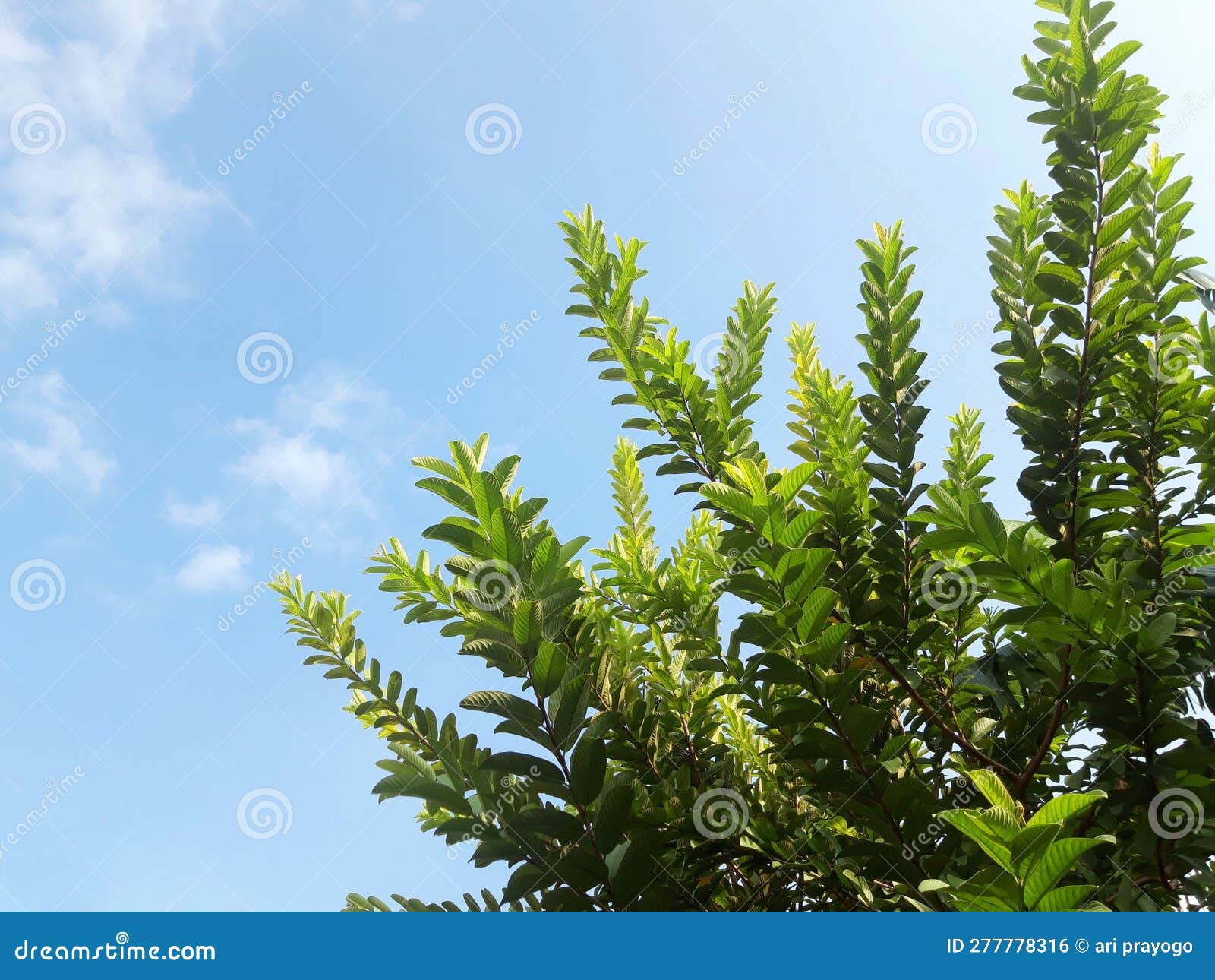Green Guava Tree with Blue Sky Background Stock Photo - Image of blue ...