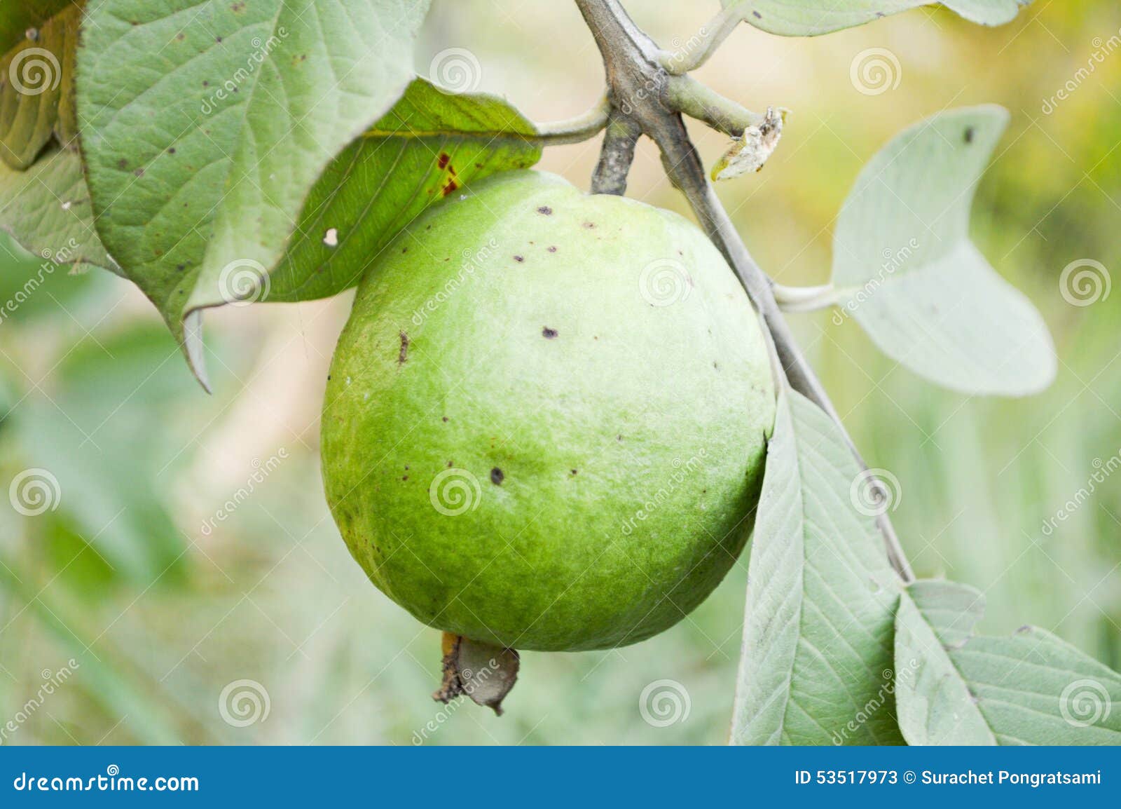 Green guava stock image. Image of green, tree, leaves - 53517973