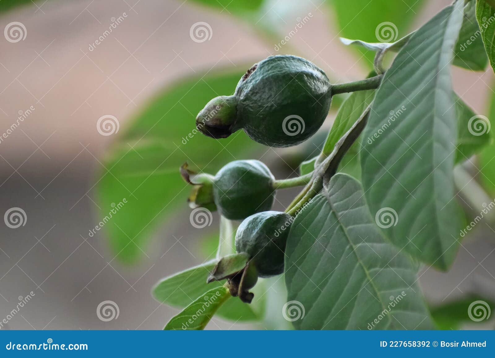 Green Guava on Tree with Green Leaves Top Countryside of India Stock ...
