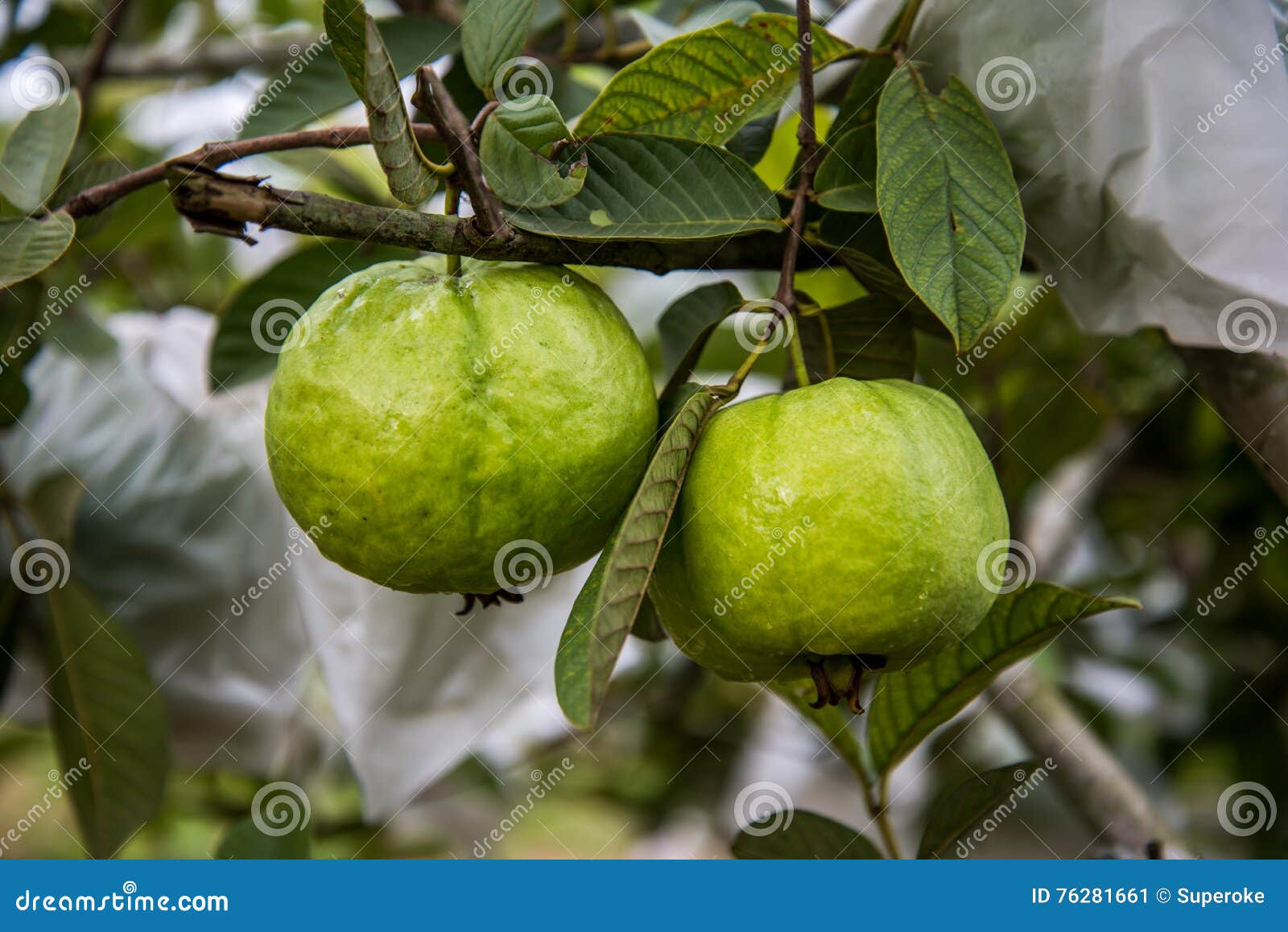Green Guava On Tree With Green Leaves Top Countryside Of India Stock ...