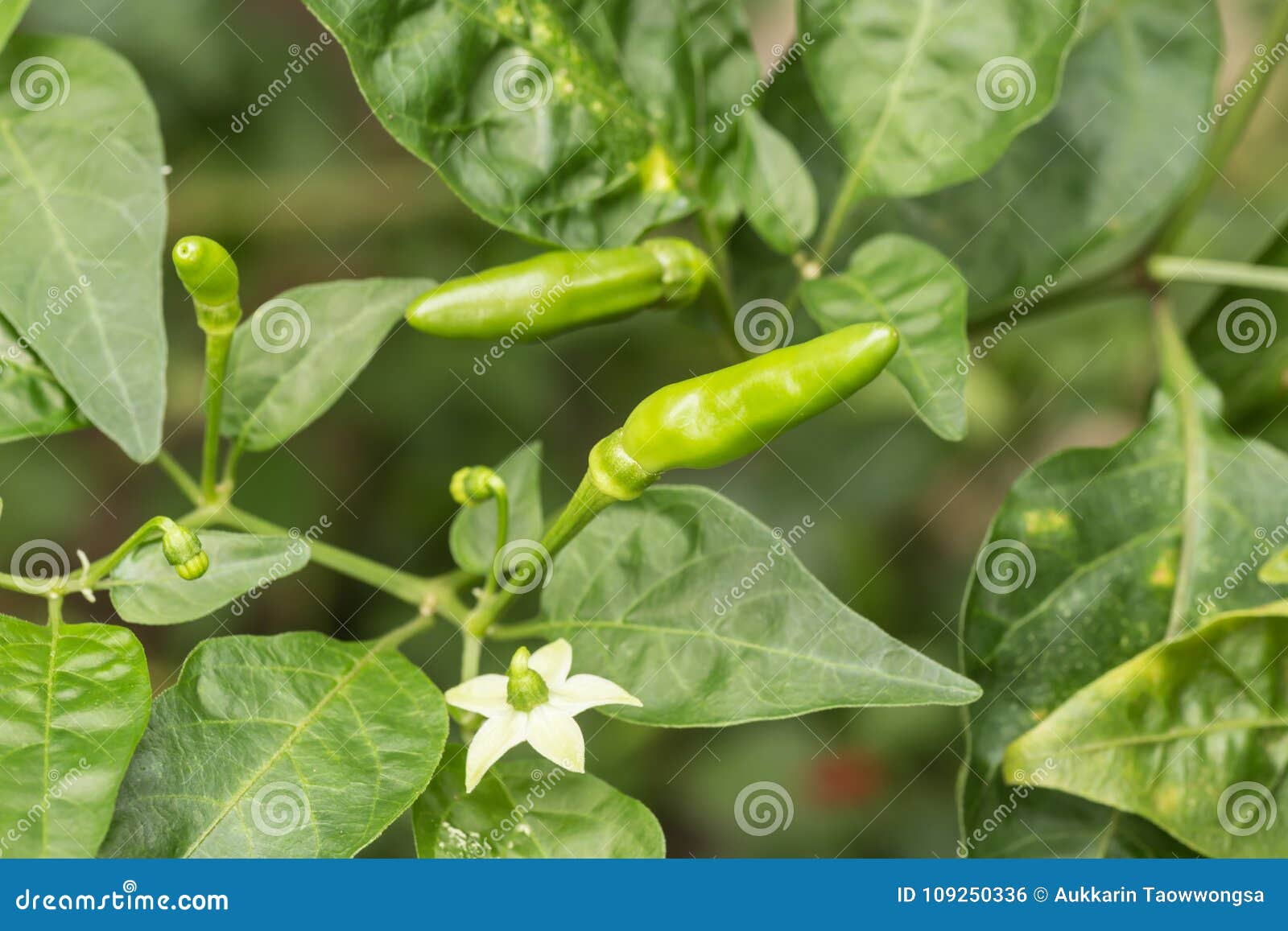 Green Guinea Pepper on Peppers Tree Growing. Stock Photo - Image of ...