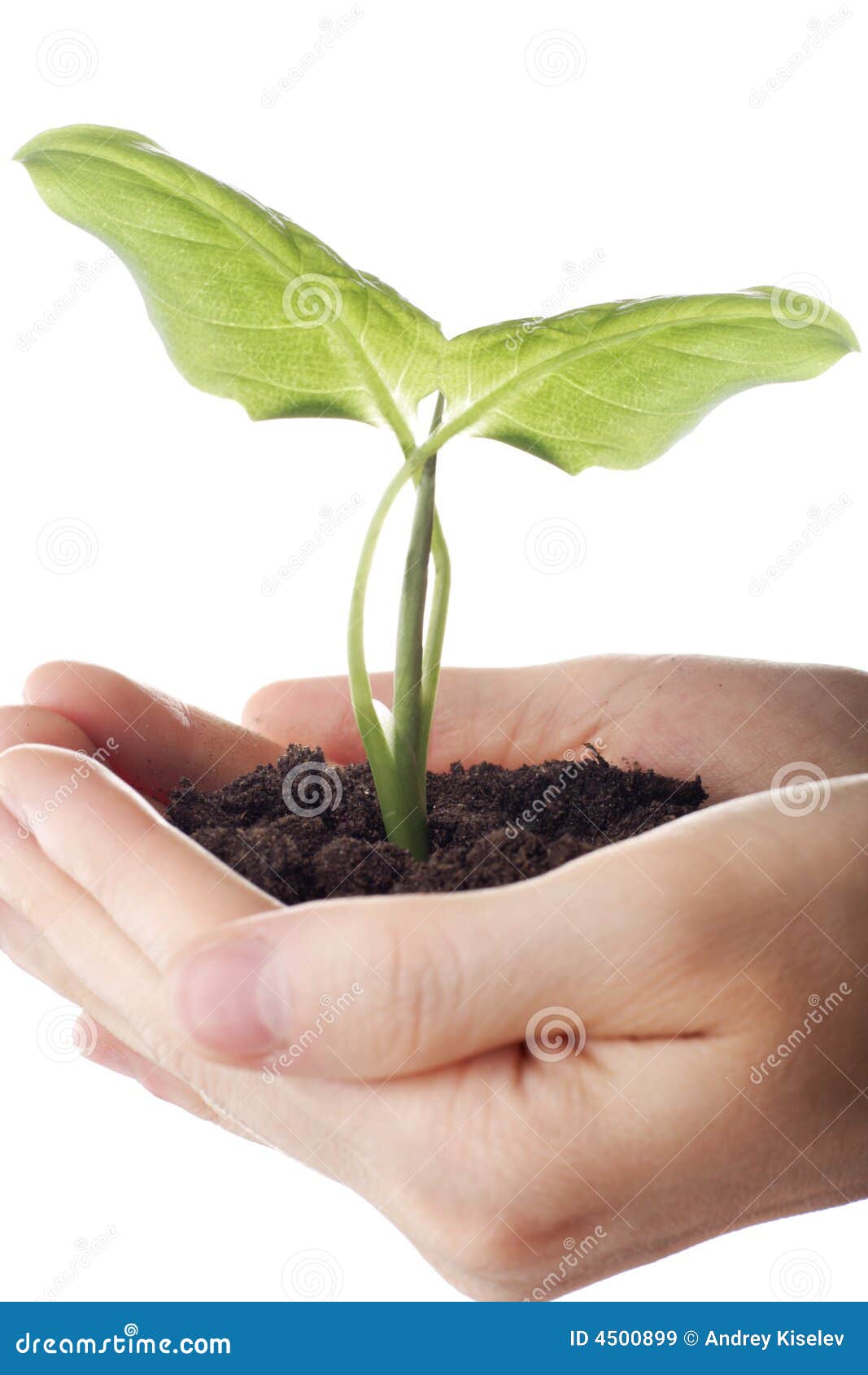 Green hand stock image. Image of growing, grow, concept - 4500899