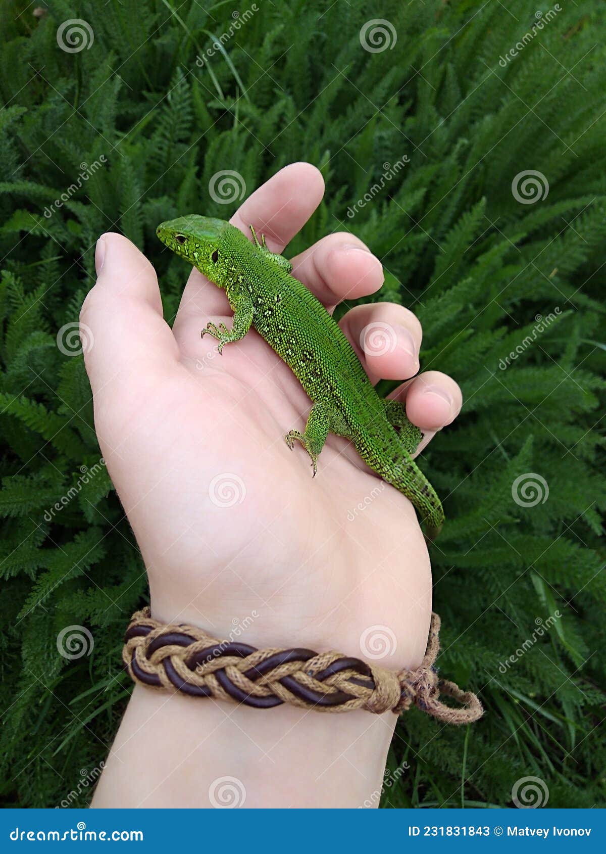 Green Hand Lizard Grass Pet Stock Image - Image of lizard, fern: 231831843