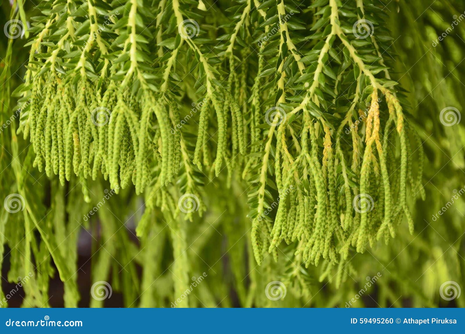 Green hanging ferns stock photo. Image of garden, flora - 59495260