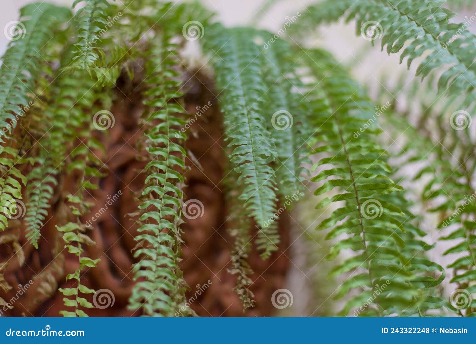 Green Hanging Leaves of Fern Stock Photo - Image of closeup, leaves ...