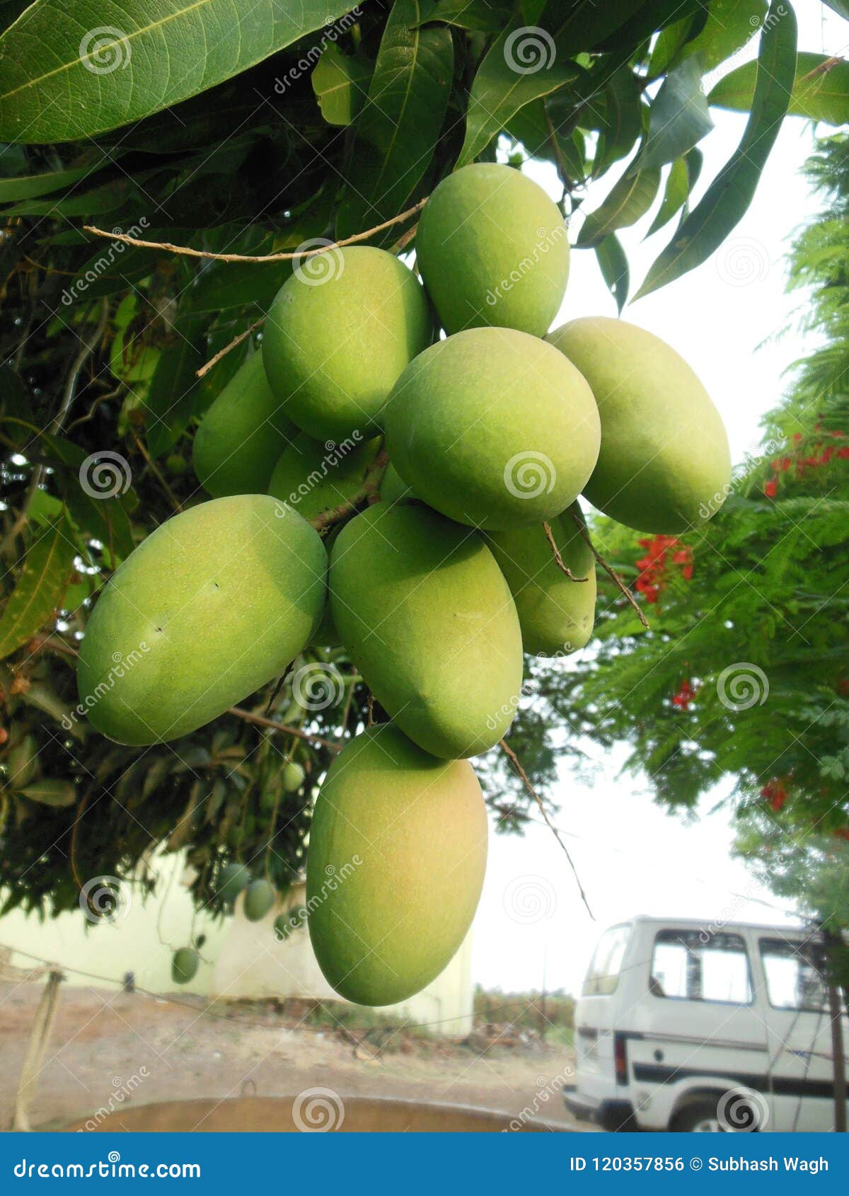 Hanging Mangoes stock photo. Image of bunch, mangoes - 120357856