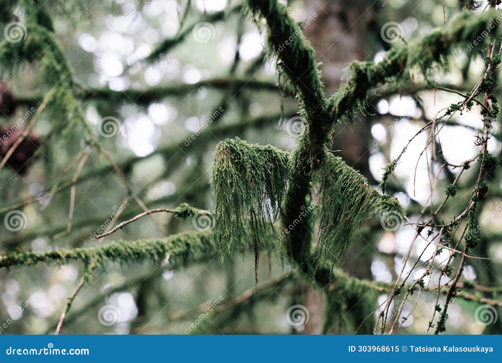 Green Hanging Moss on the Branches of a Tree in the Forest. Ecology ...