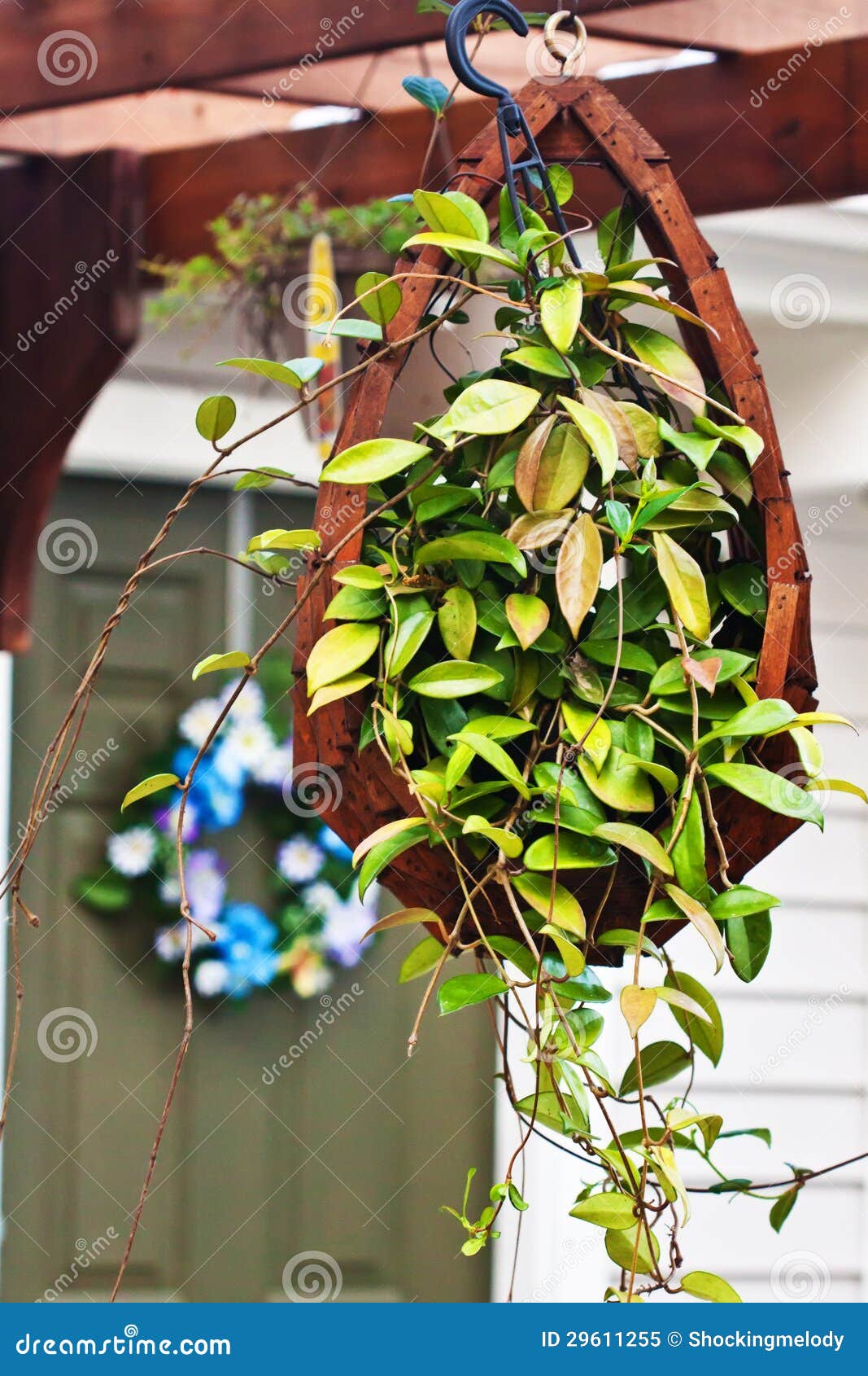 Green Hanging Plant stock image. Image of isolated, design - 29611255