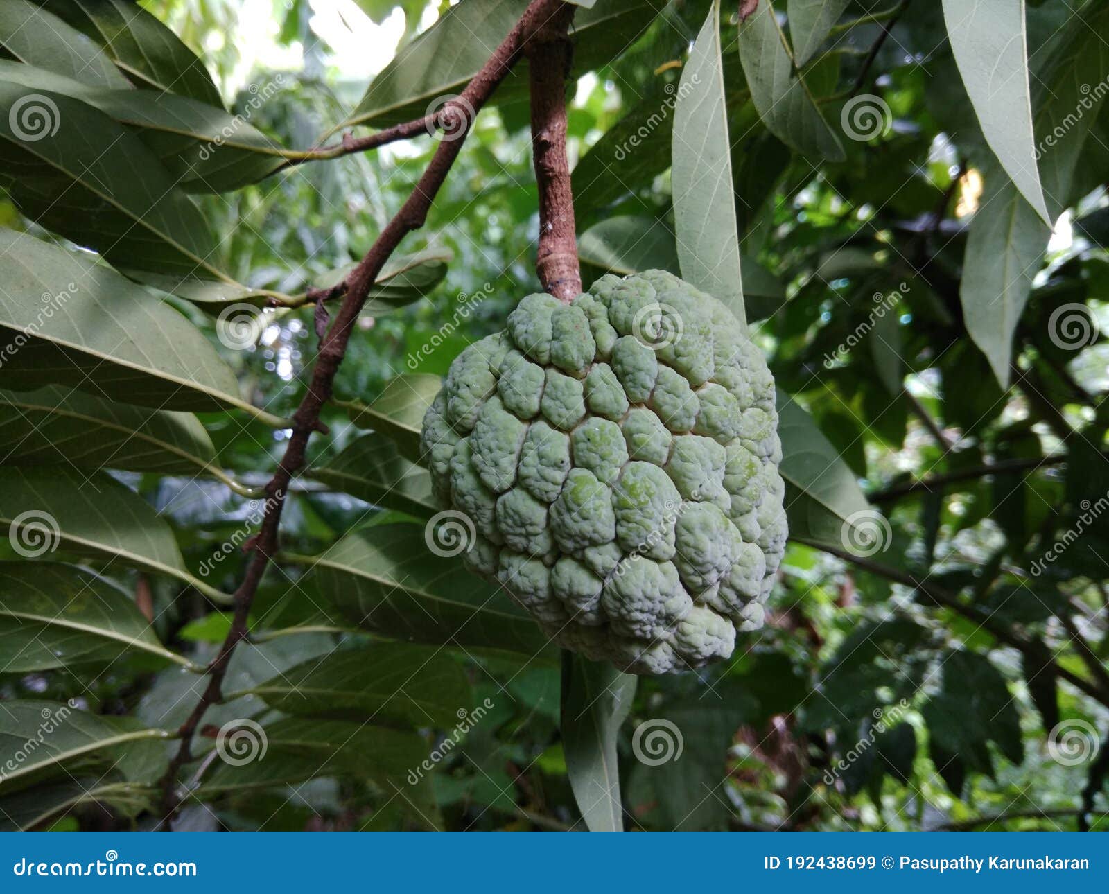 Green hard dragon fruit stock image. Image of produce - 192438699
