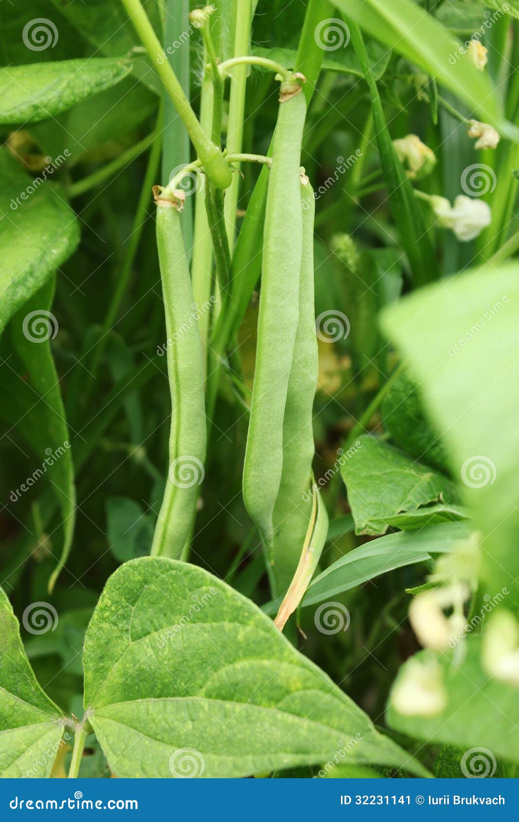 Green haricot stock image. Image of vegetable, green - 32231141