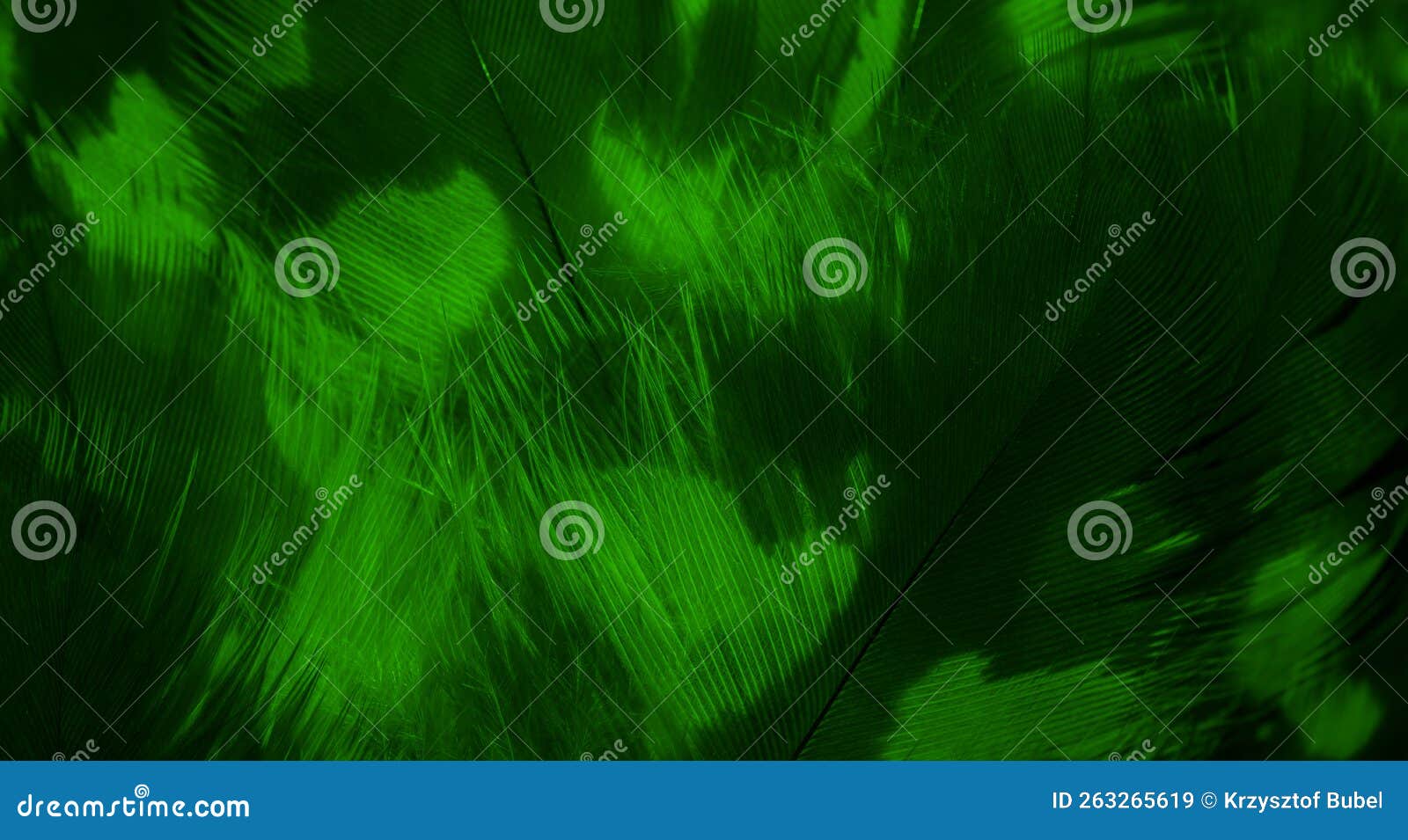 Green Hawk Feathers with Visible Detail. Background or Texture Stock ...