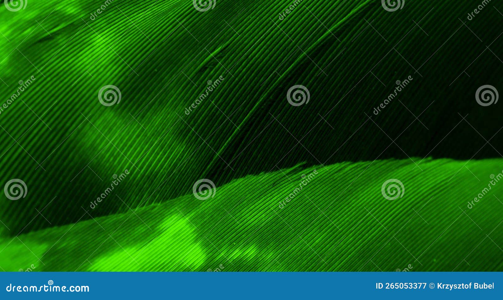 Green Hawk Feathers with Visible Detail. Background or Texture Stock ...