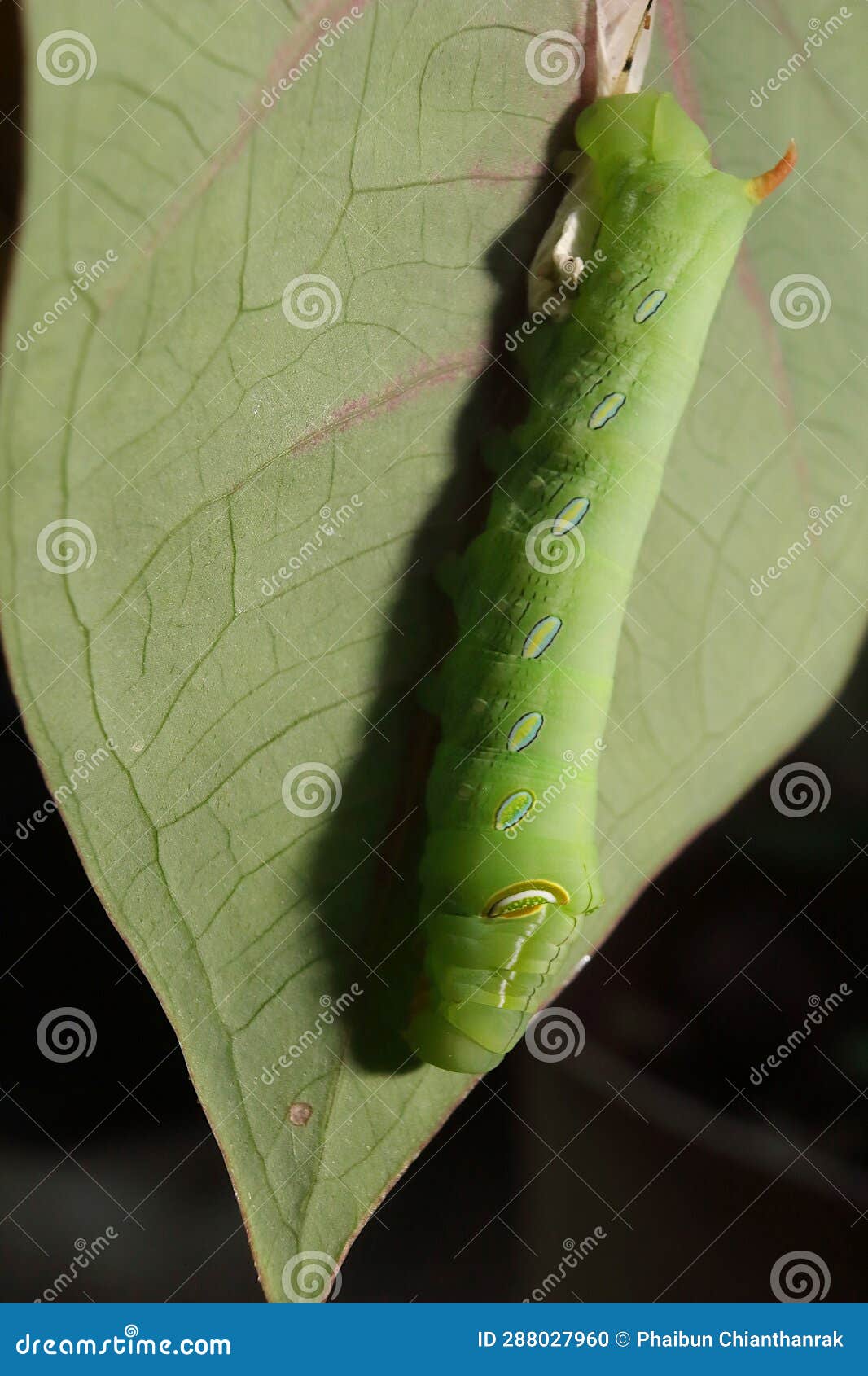 A Green Hawk Moth Caterpillar 2 Stock Photo - Image of hawk, animal ...