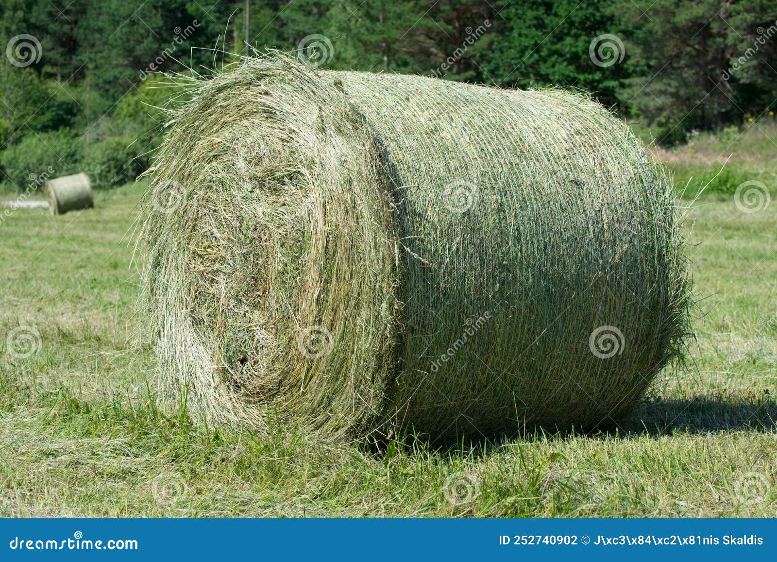 Green Hay Bale Roll in a Mown Meadow Stock Photo - Image of roll, field ...