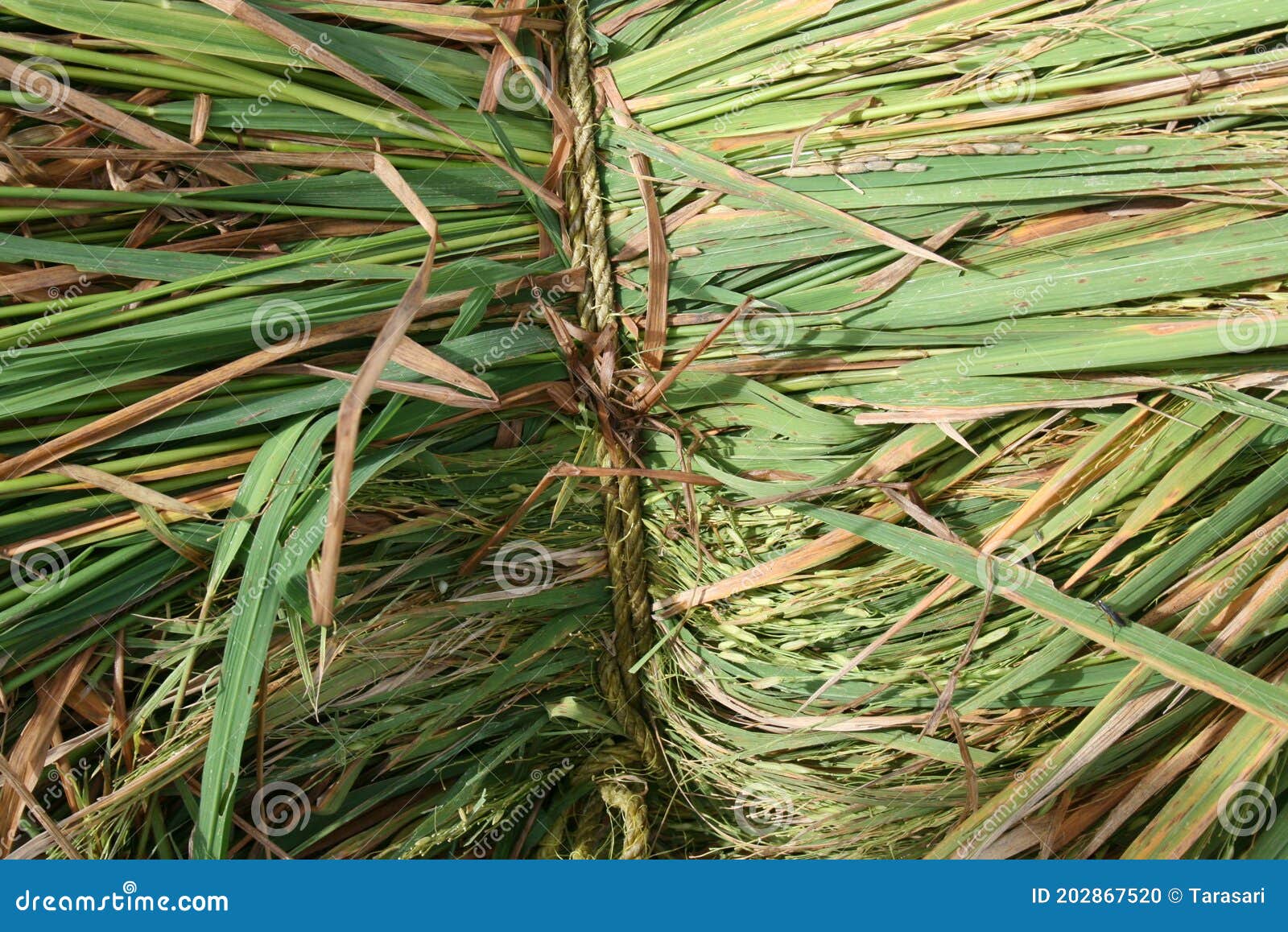 Green Haystack and Rice Stalks Tied with Rope Stock Photo - Image of ...