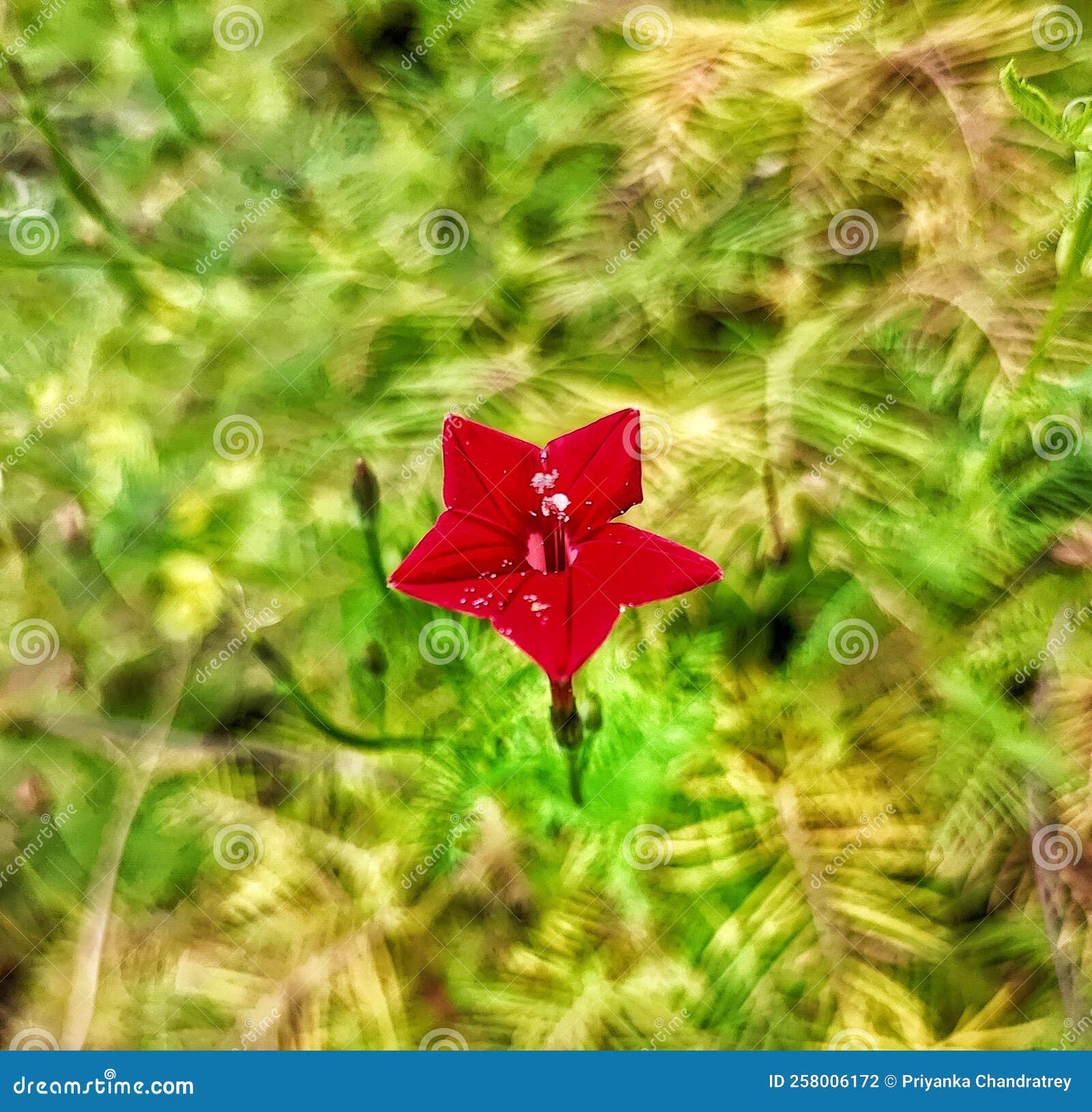 Green Haze and Blue Leave Background and Red Flower Stock Photo - Image ...