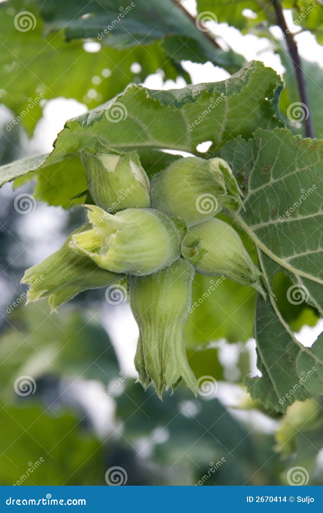 Green hazelnut stock photo. Image of young, close, leaf - 2670414