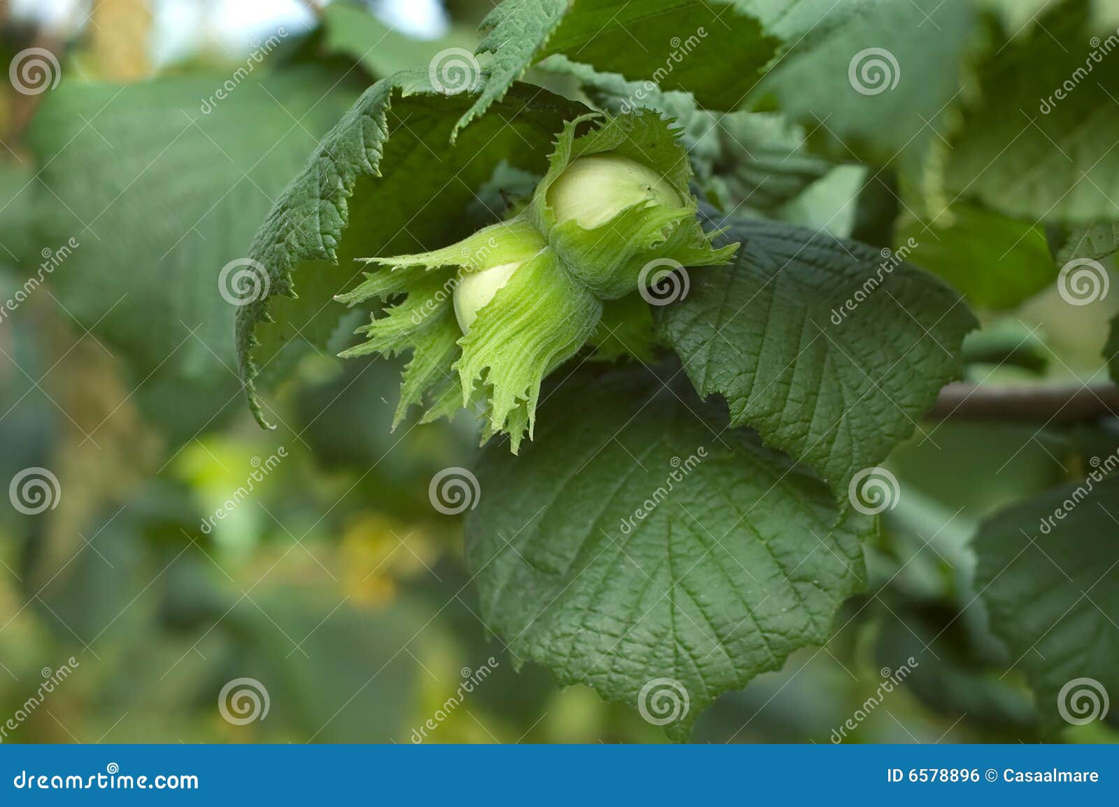 Green hazelnut stock photo. Image of ingredient, fruit - 6578896