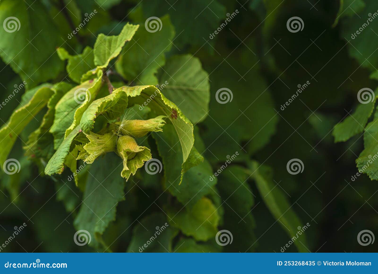 Green Hazelnut Grows on the Tree, Moldova Stock Image - Image of close ...