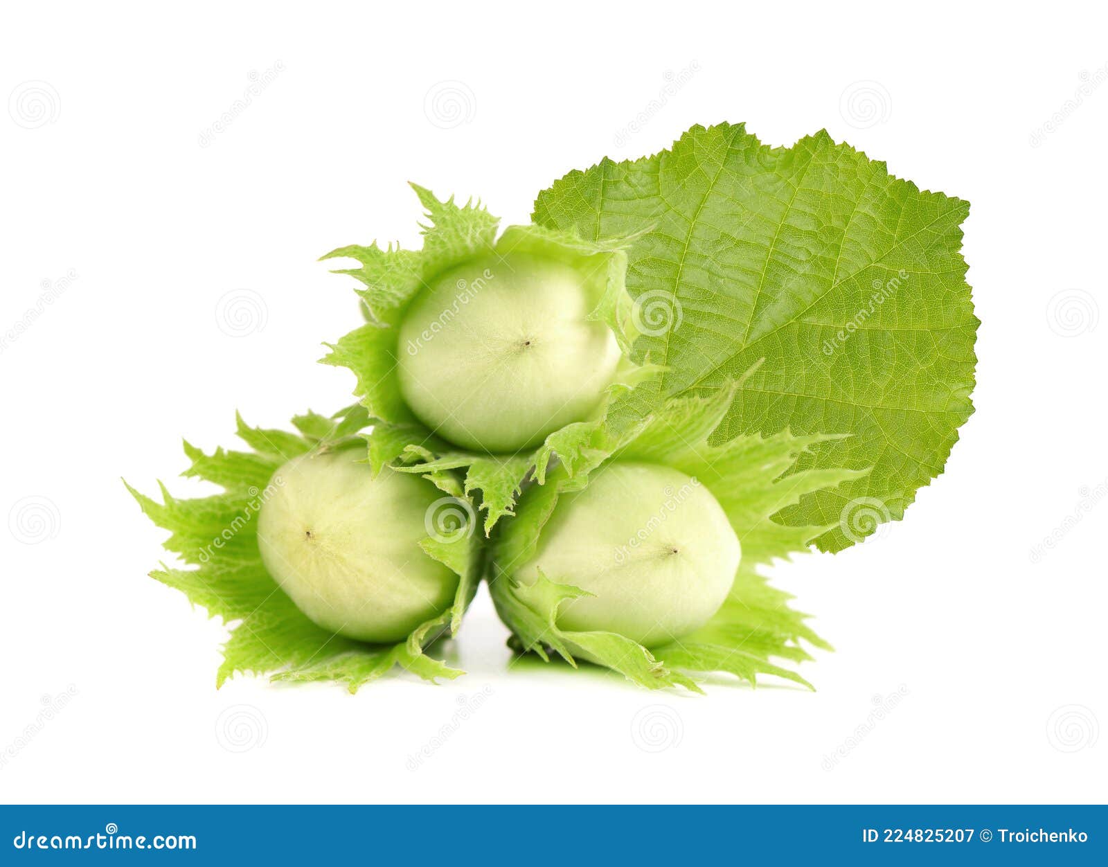 Green Hazelnut Nuts Isolated on White Background. Fresh Green Hazel ...