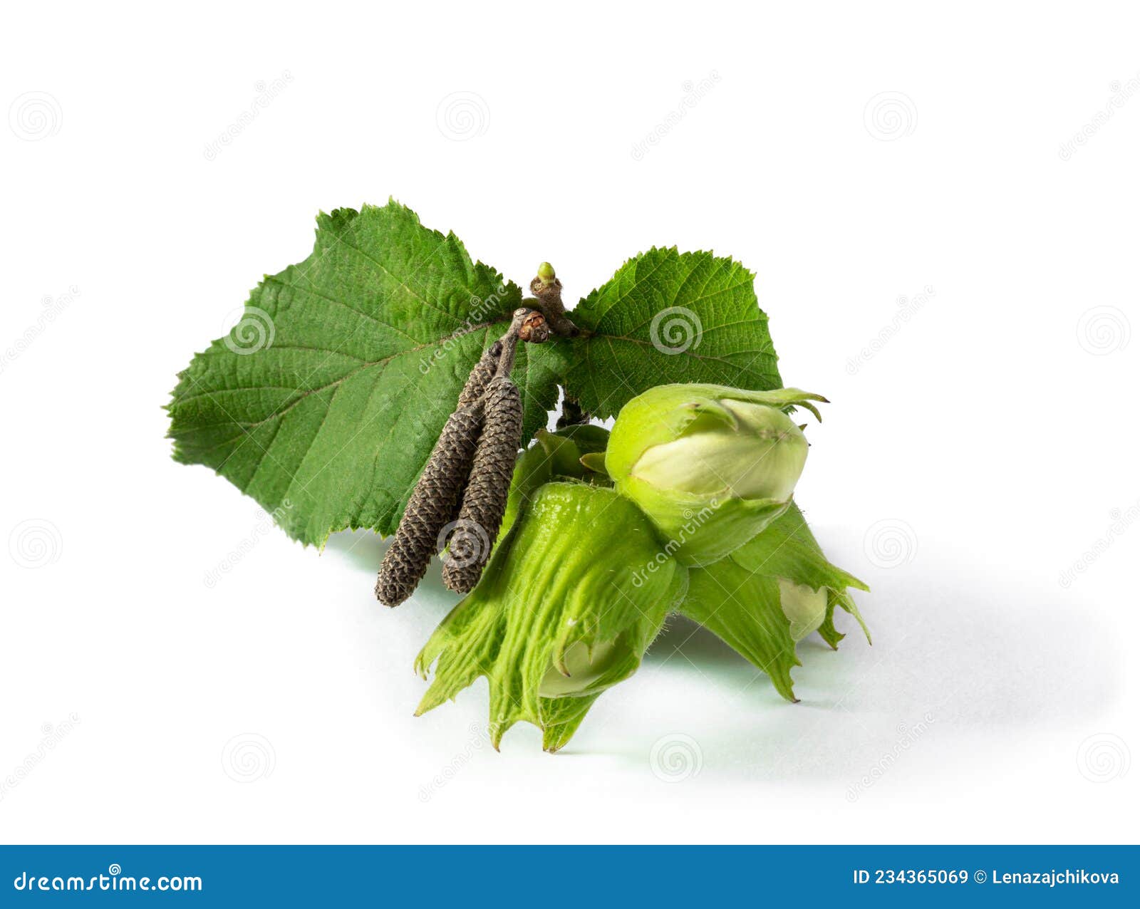 Green Hazelnut Nuts Isolated on White Stock Image - Image of opened ...