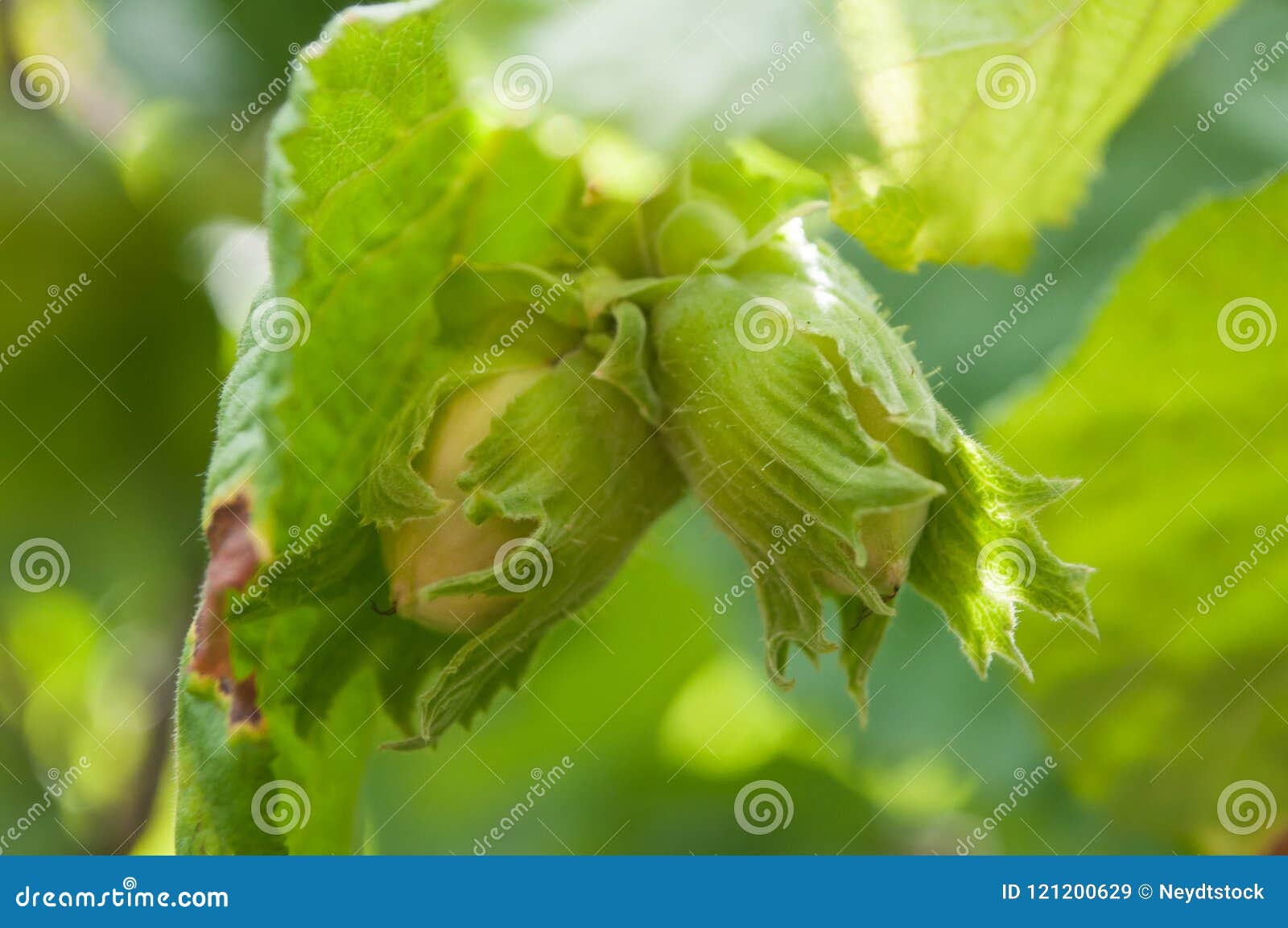 Green hazelnut in tree stock image. Image of ingredient - 121200629