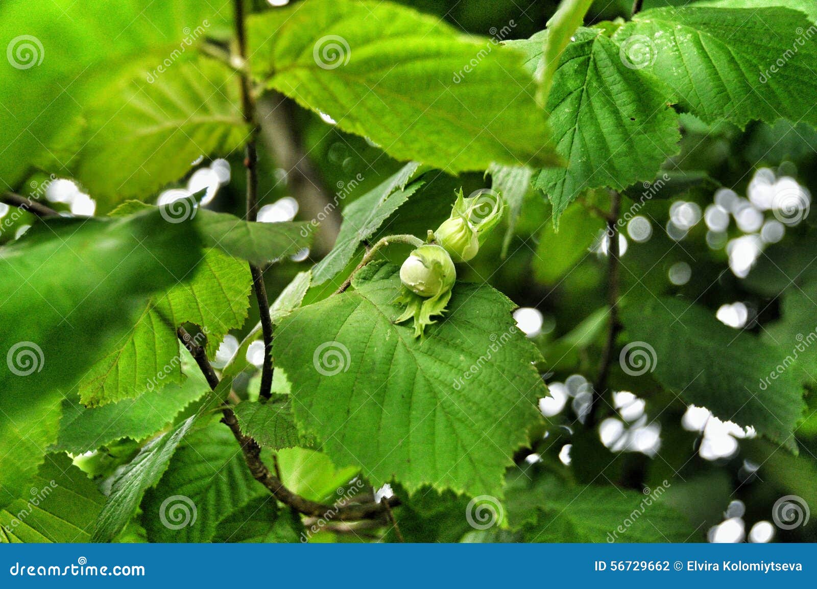 Green hazelnut tree stock photo. Image of cracked, closeup - 56729662