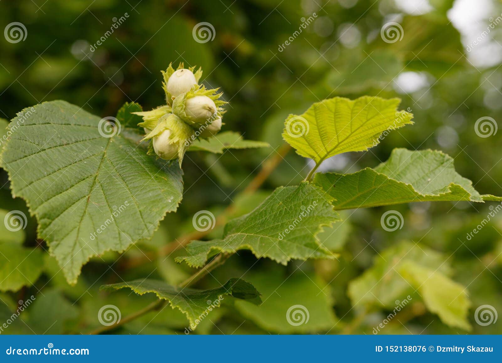Hazel. on Green Branches Nuts Stock Photo - Image of nature, branches ...