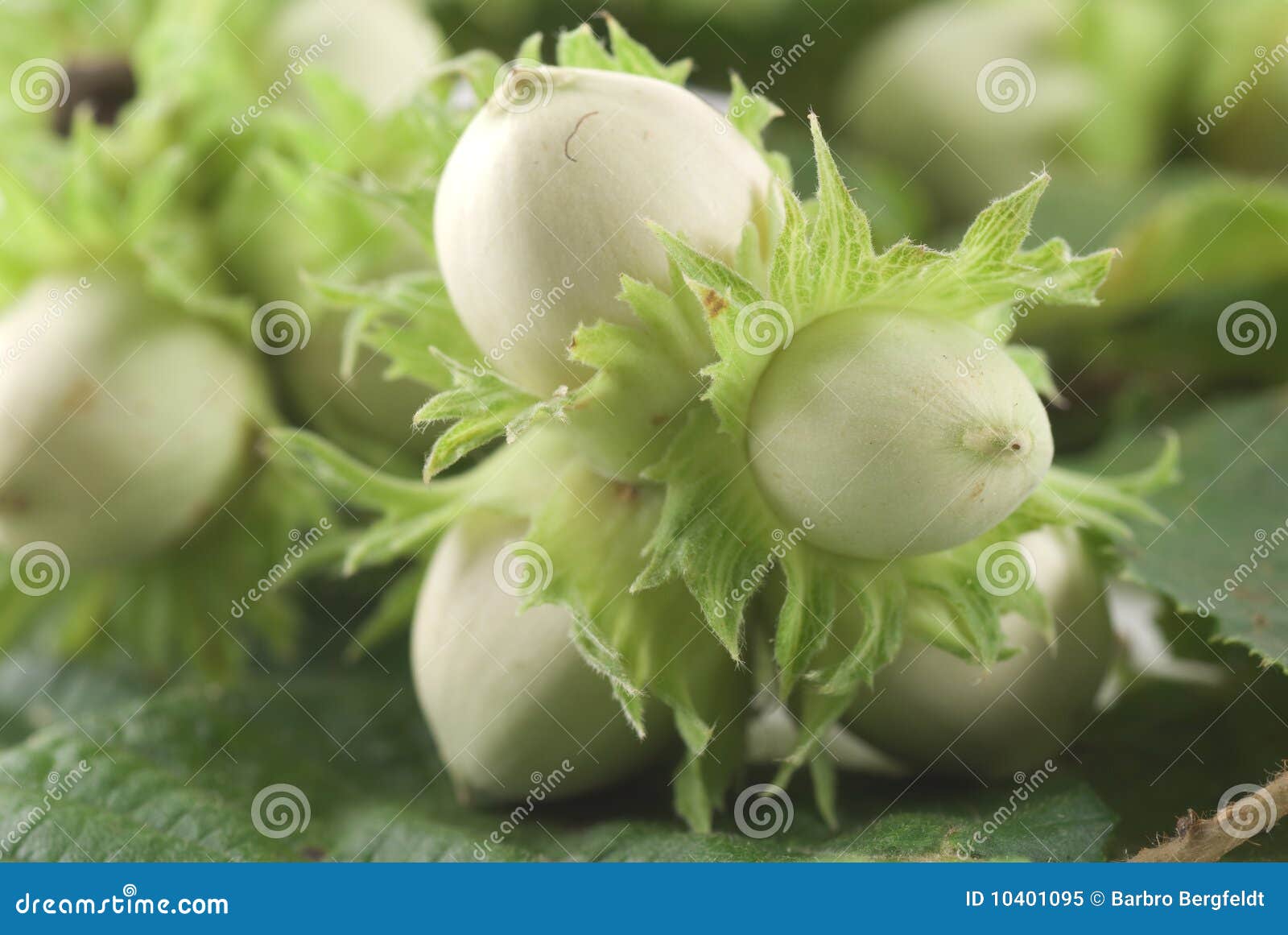 Green Hazelnuts stock image. Image of bunch, leaf, fresh - 10401095