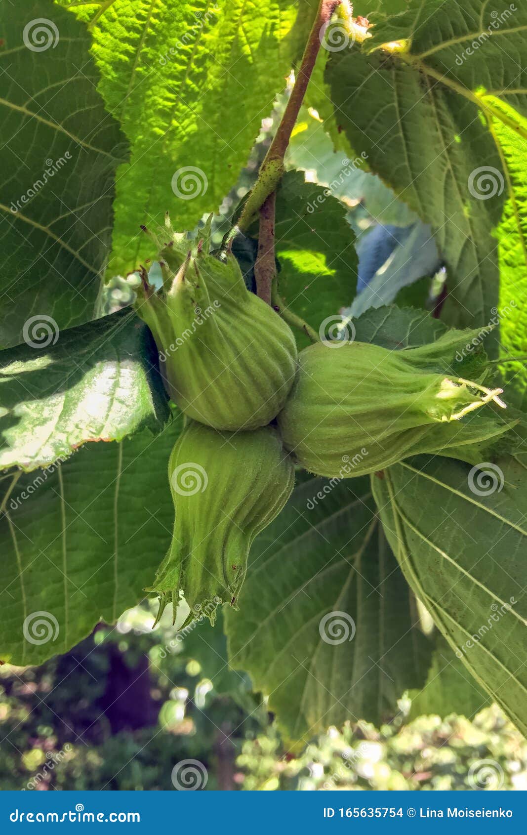 Green hazelnuts on branch stock photo. Image of hazelnut - 165635754
