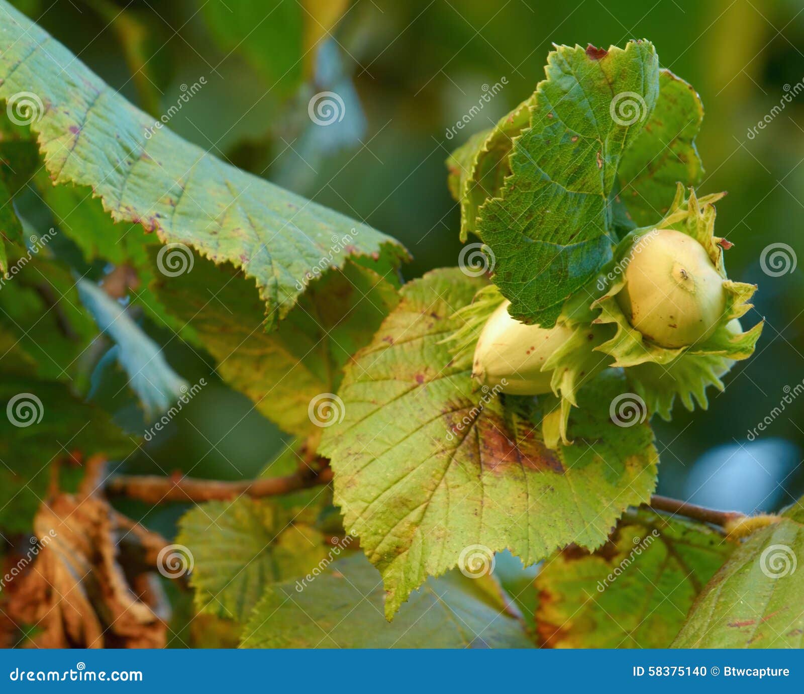 Green hazelnuts stock photo. Image of filbert, cobnut - 58375140