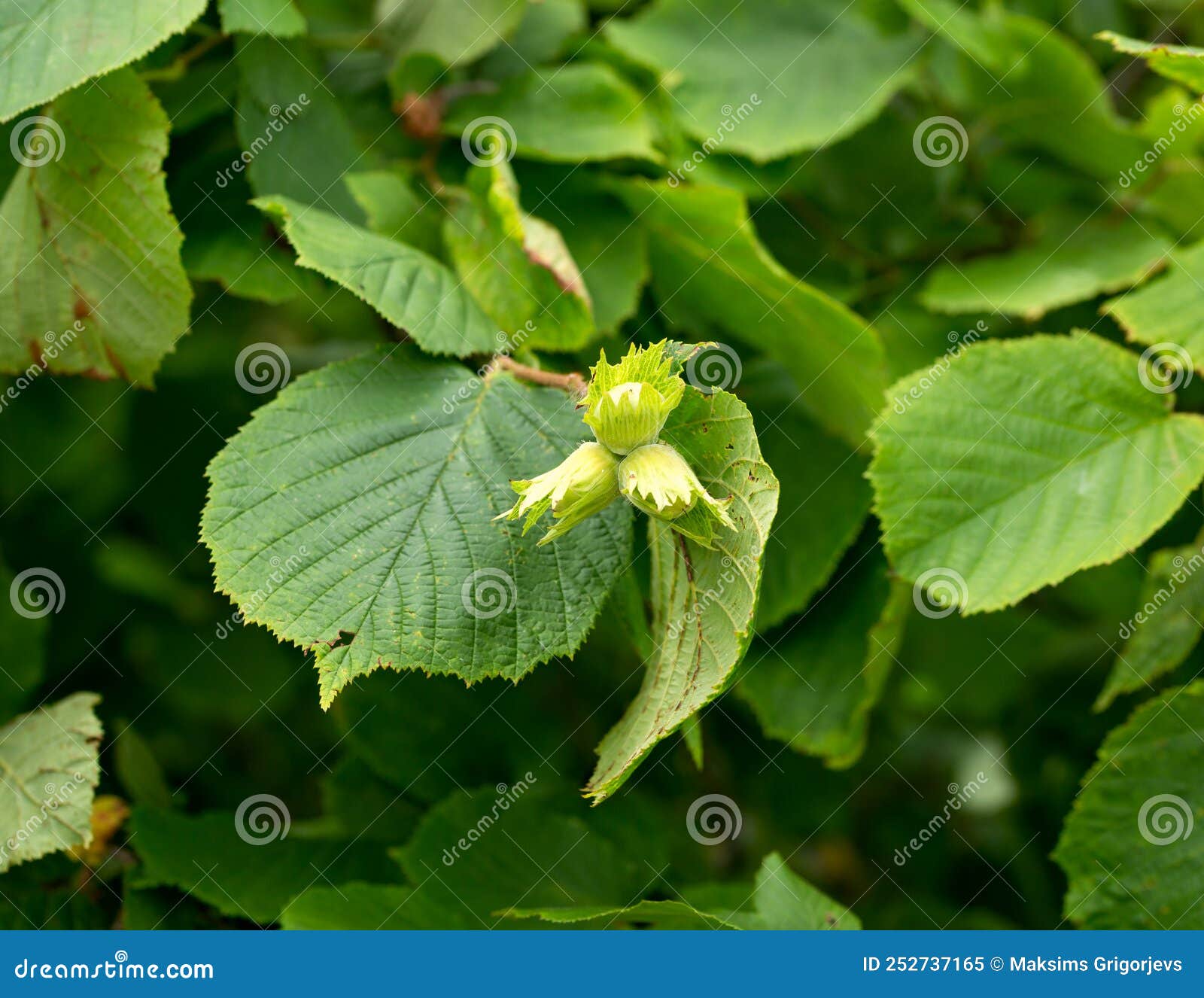 Green Hazelnuts Growing on Bush in Park Stock Image - Image of macro ...