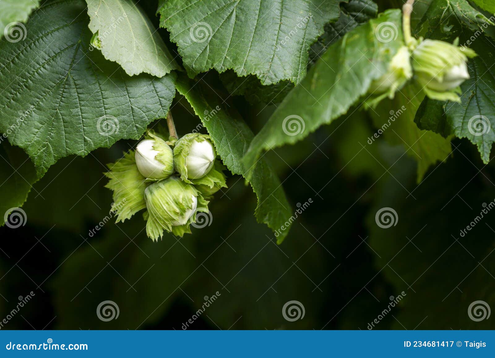 Green Hazelnuts Growing on Tree Stock Image - Image of agriculture ...