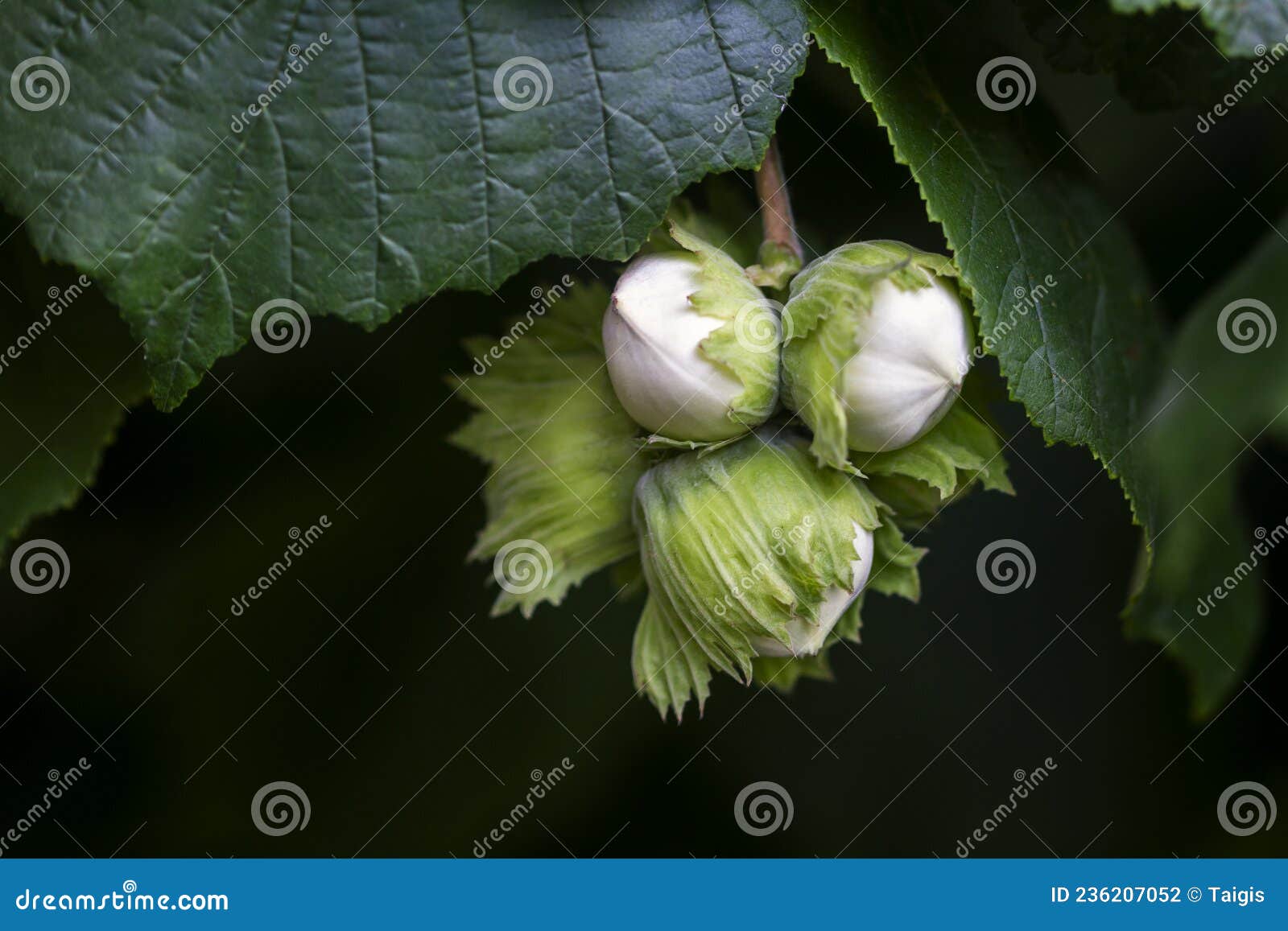 Green Hazelnuts Growing on Tree Stock Photo - Image of macro, food ...