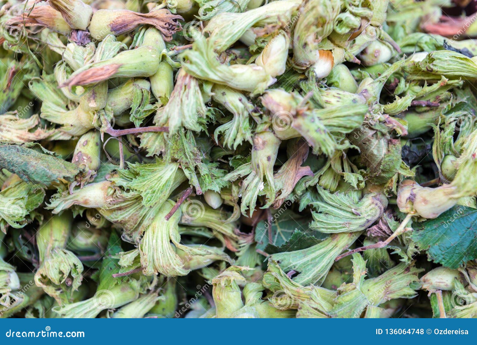 Green Hazelnuts in Shell with Leaf Stock Photo - Image of filbert ...